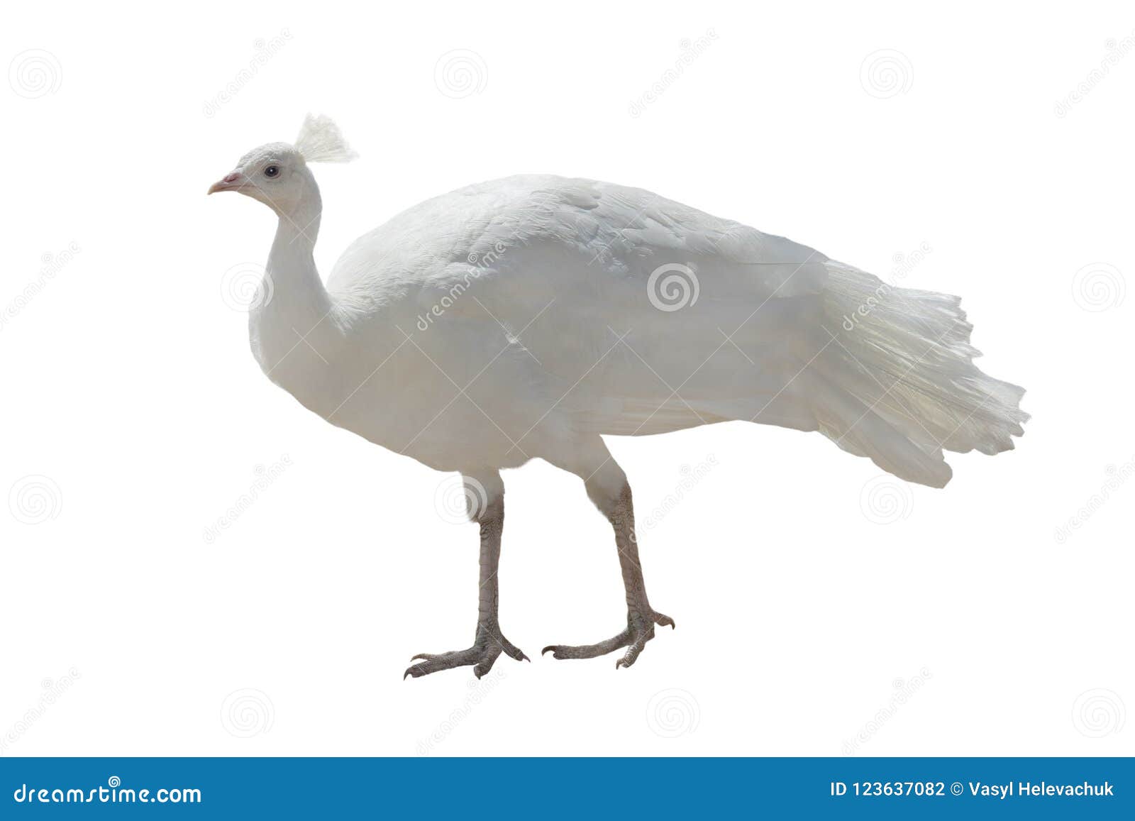 Pavo real blanco aislado foto de archivo. Imagen de fauna - 123637082