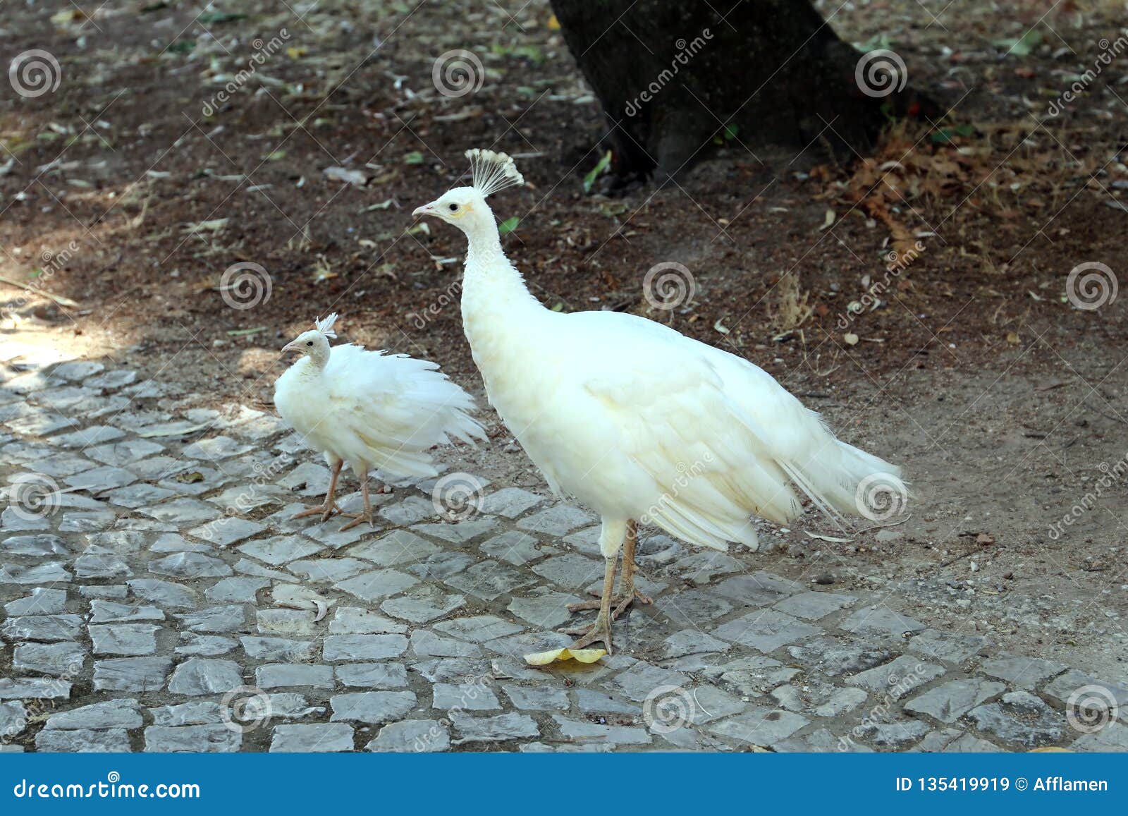 Pavo Real Blanco Con El Pavo Real Del Bebé Imagen de archivo - Imagen ...