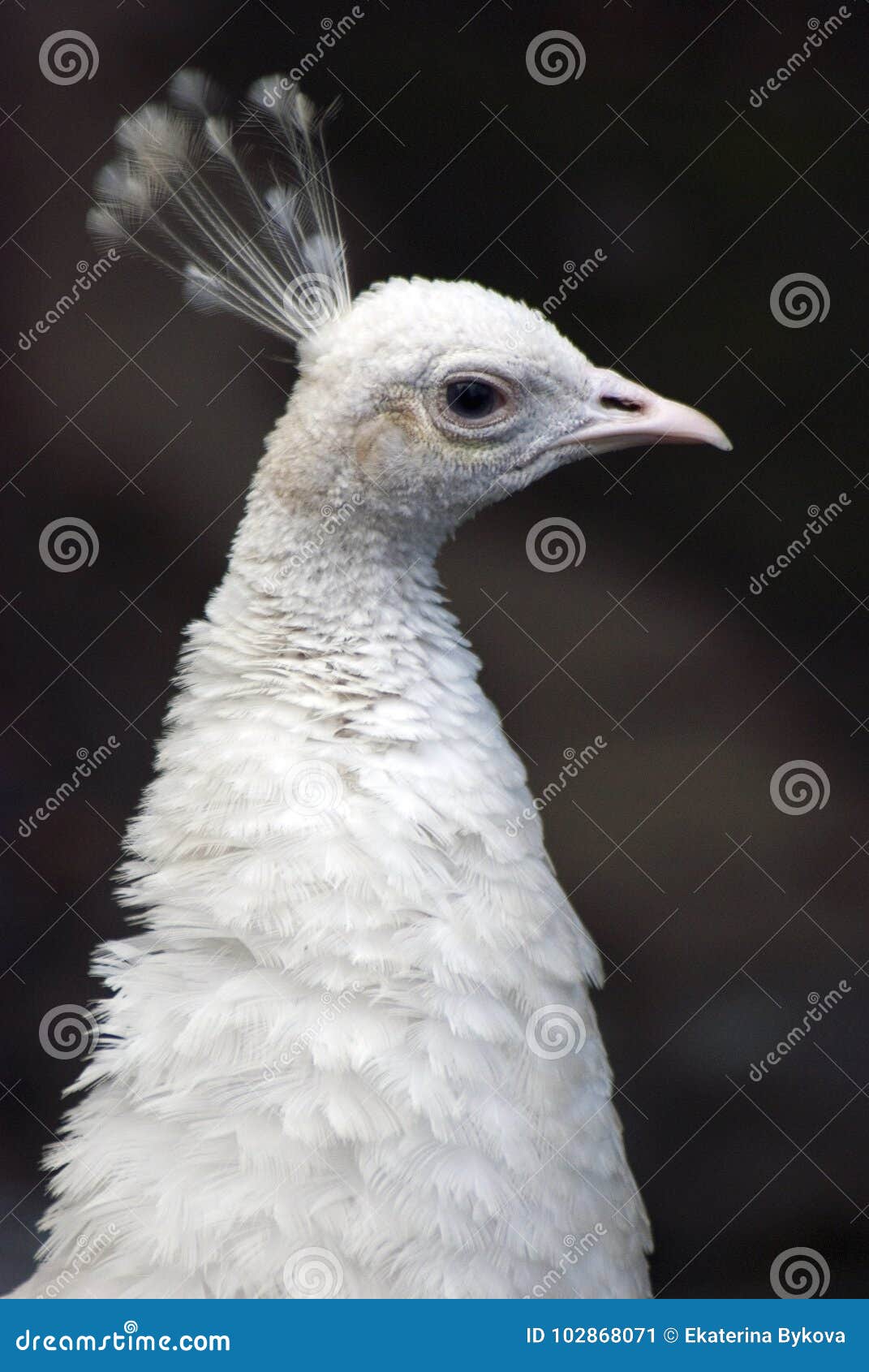 Pavo Real Blanco Del Albino Imagen de archivo - Imagen de peacock, foto ...