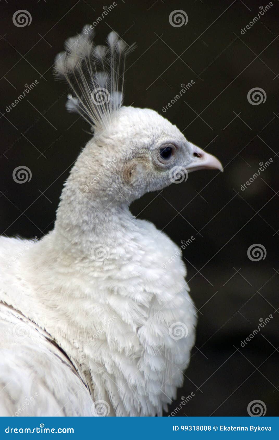 Pavo Real Blanco Del Albino Foto De Archivo Imagen De Cesariano Hembra 99318008
