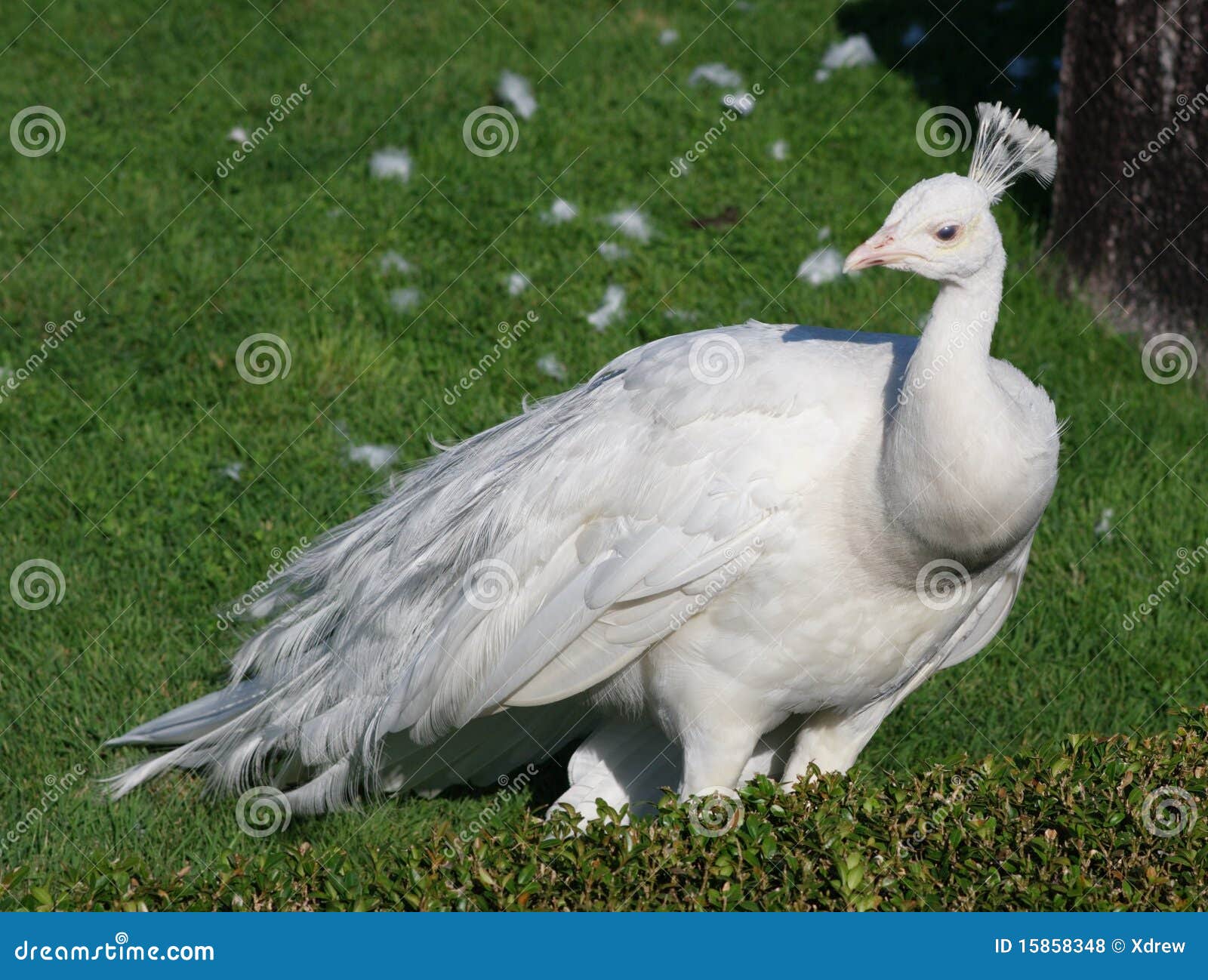 Pavo Real Blanco En Hierba Fotos de archivo libres de regalías - Imagen ...