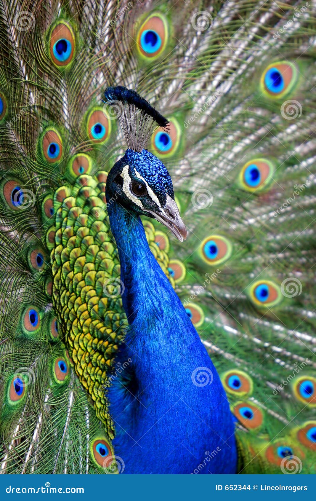 Pavo Real Colorido En Pluma Llena. Foto de archivo - Imagen de fauna ...