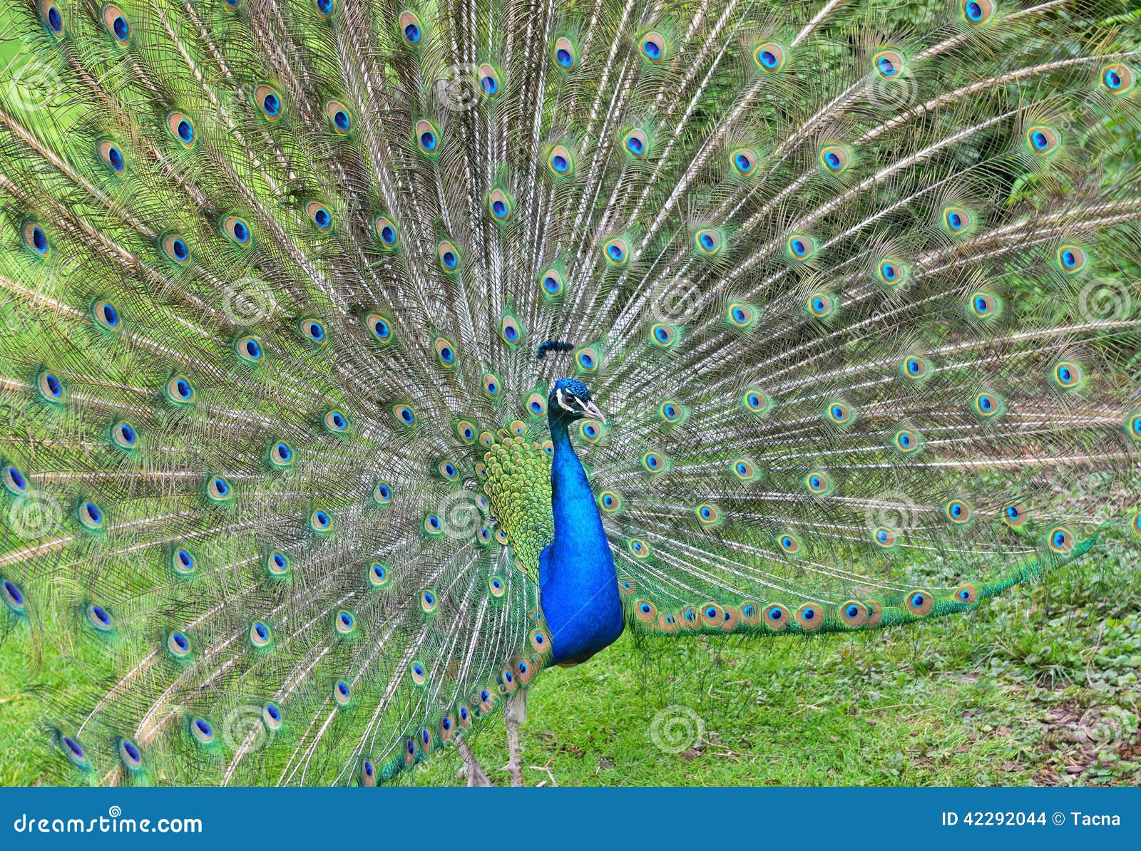 Pavo Real Con La Cola Abierta Foto de archivo - Imagen: 42292044