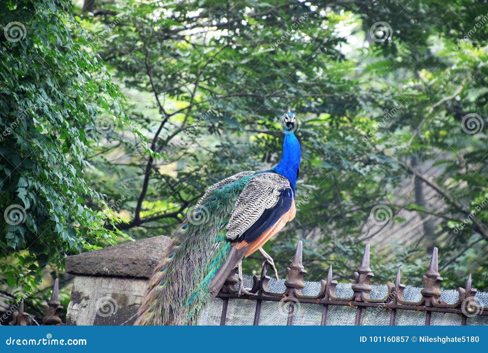 Pavo real real del pájaro imagen de archivo. Imagen de peacock - 101160857