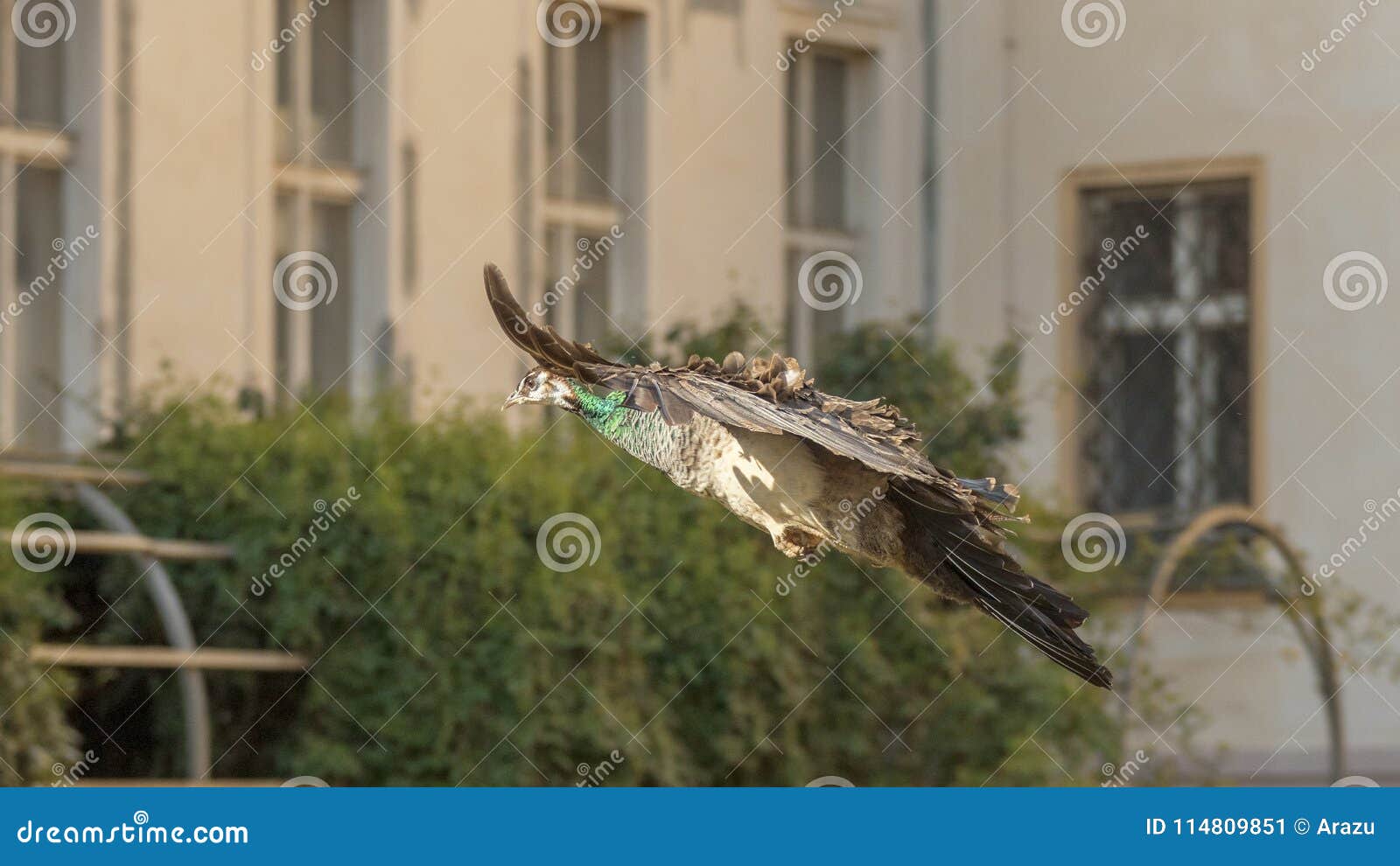 Pavo real del vuelo imagen de archivo. Imagen de pico - 114809851