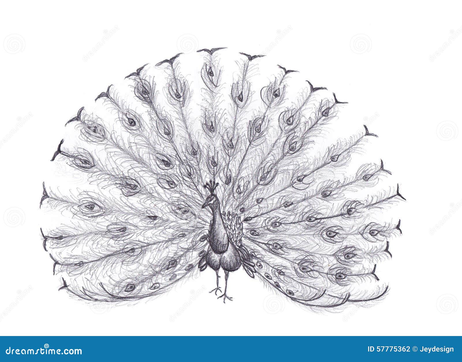 Pavo real dibujado mano stock de ilustración. Ilustración de travieso ...