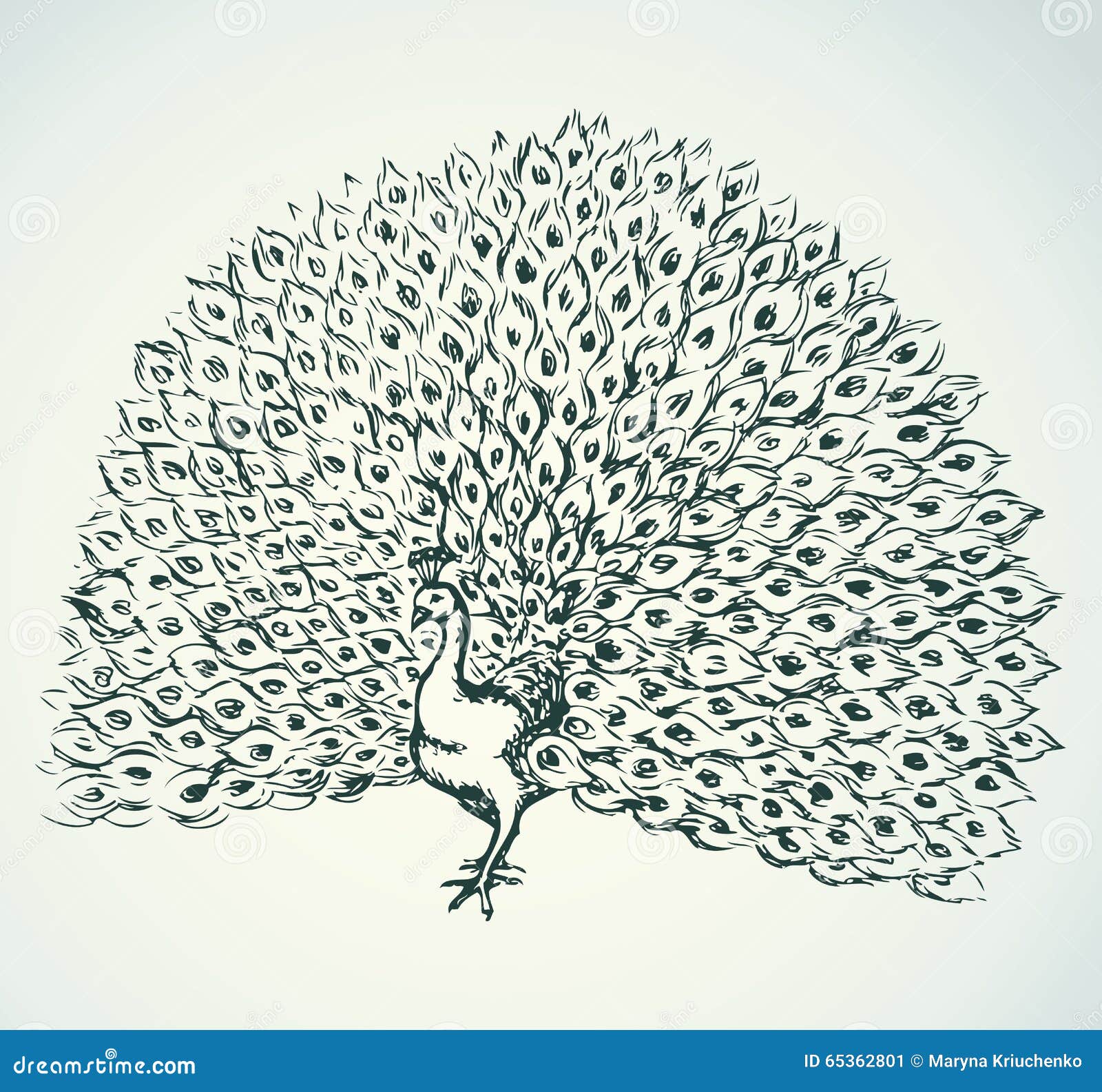 Pavo Real Gráfico Del Vector Ilustración del Vector - Ilustración de ...