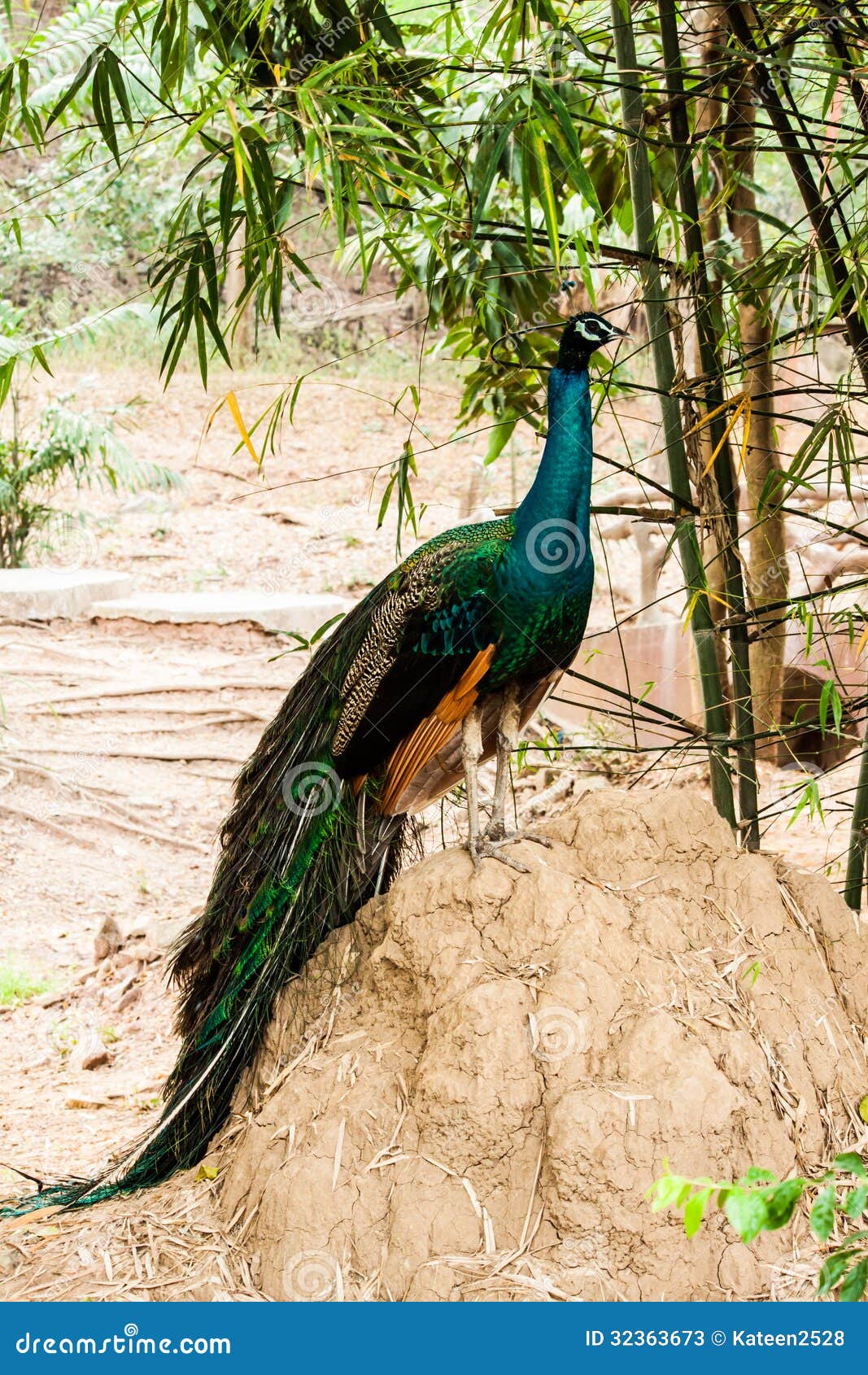 Pavo real hermoso verde imagen de archivo. Imagen de peacock - 32363673