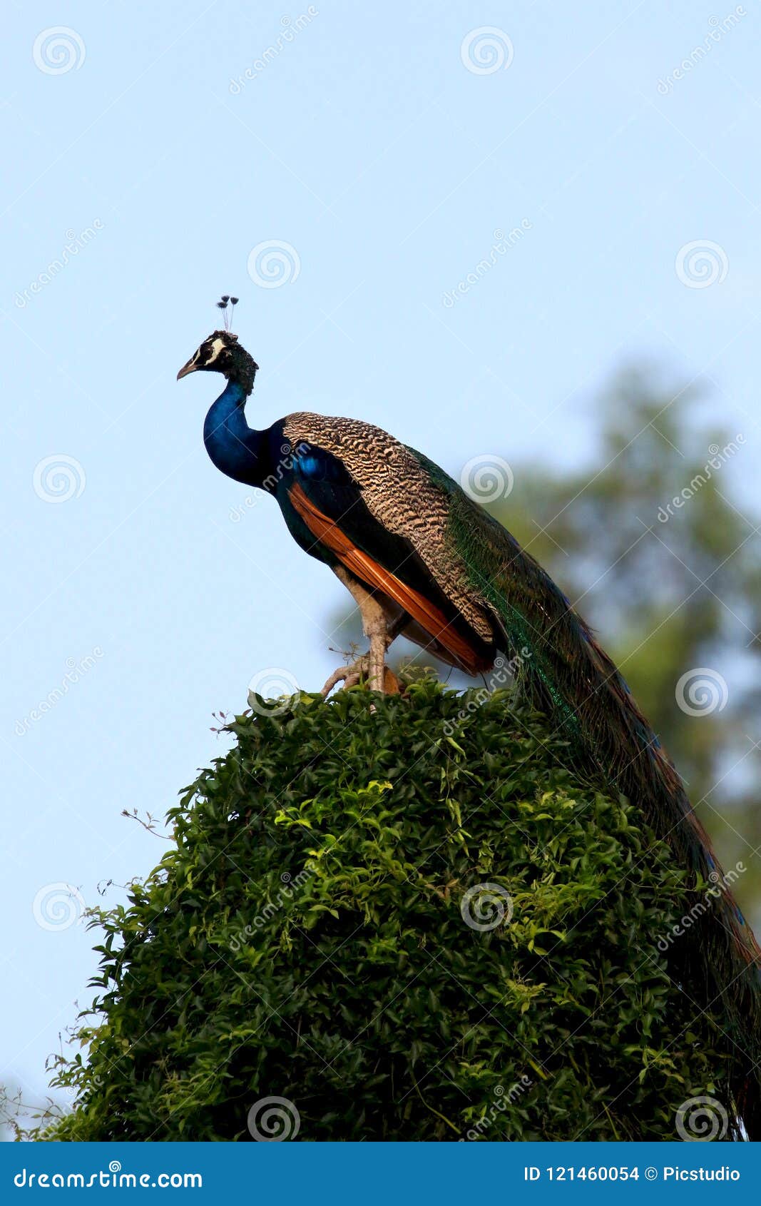 Pavo real indio foto de archivo. Imagen de asoleado - 121460054