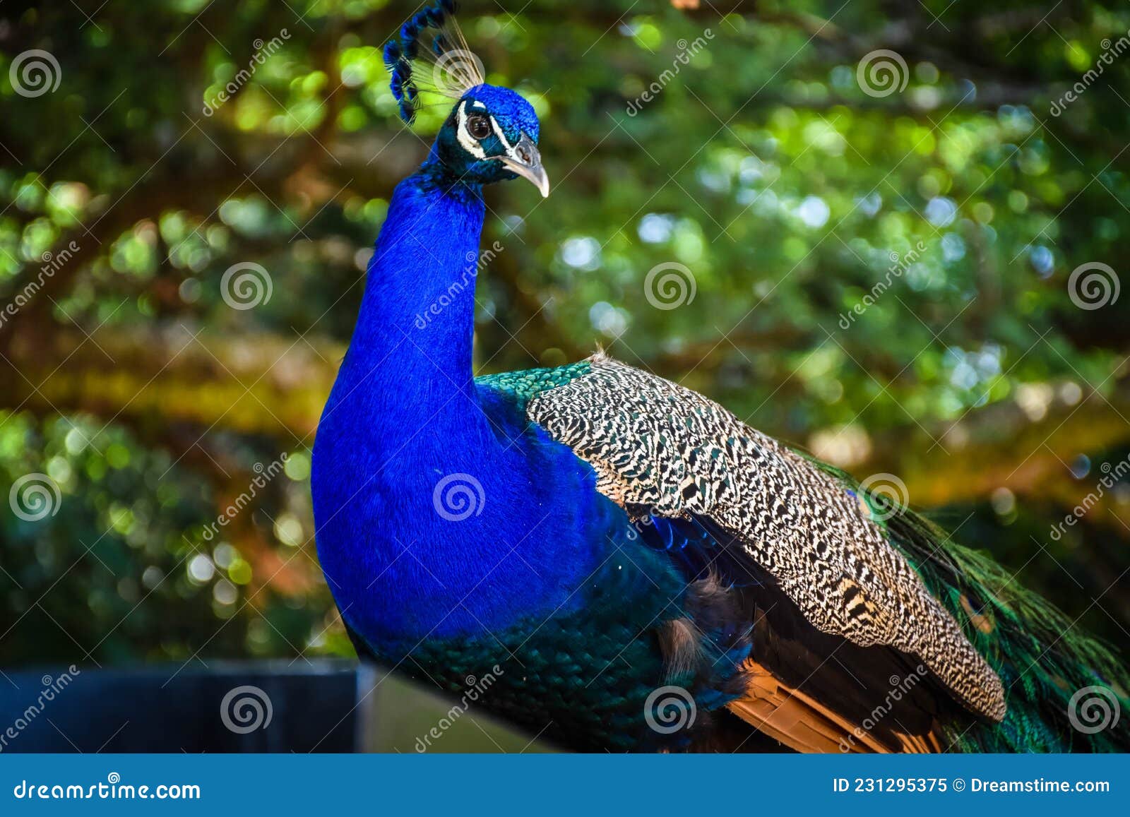 Pavo real macho azul imagen de archivo. Imagen de peacock - 231295375