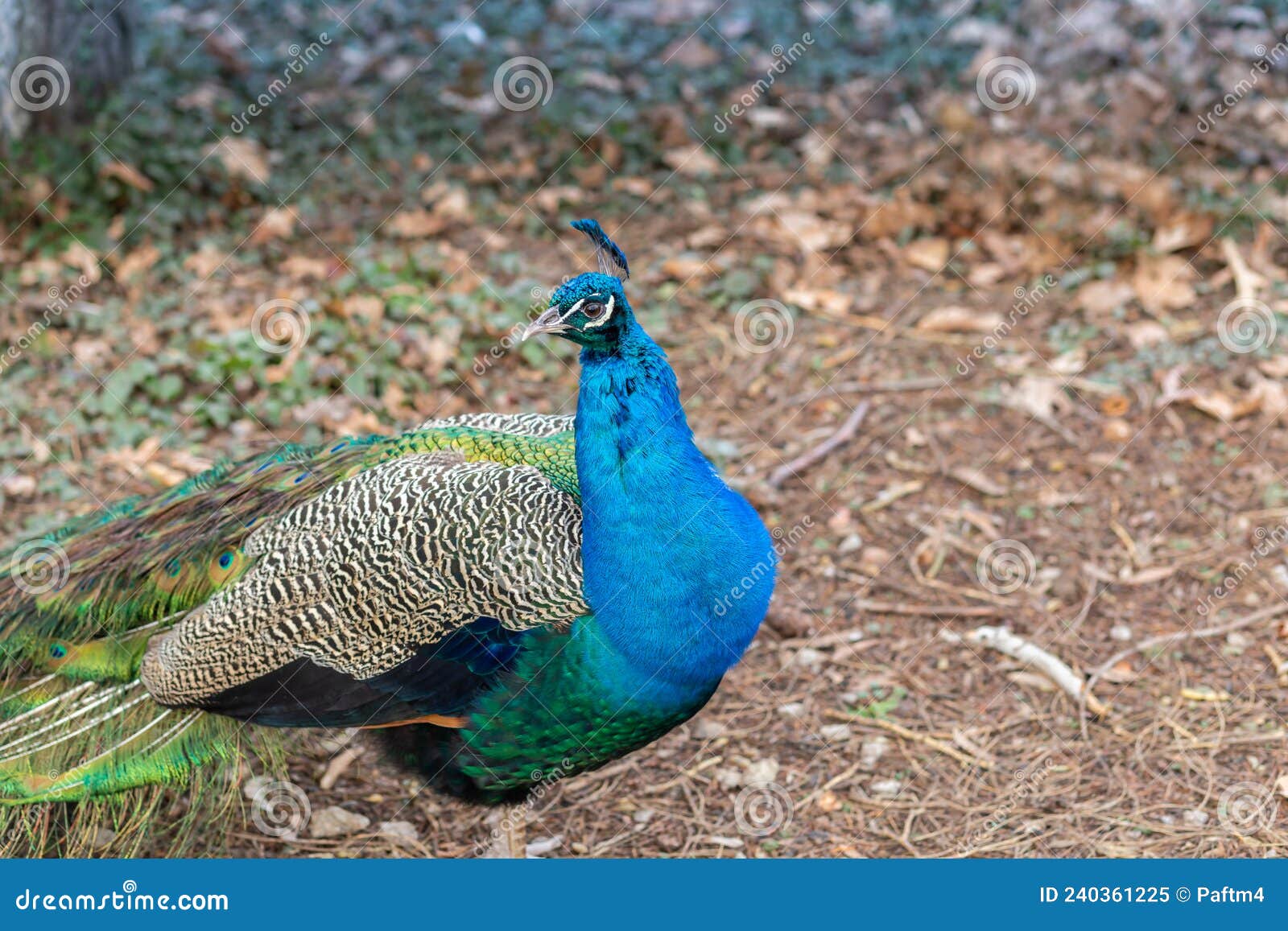 Pavo Real Macho Camina Por El Parque Imagen de archivo - Imagen de ...