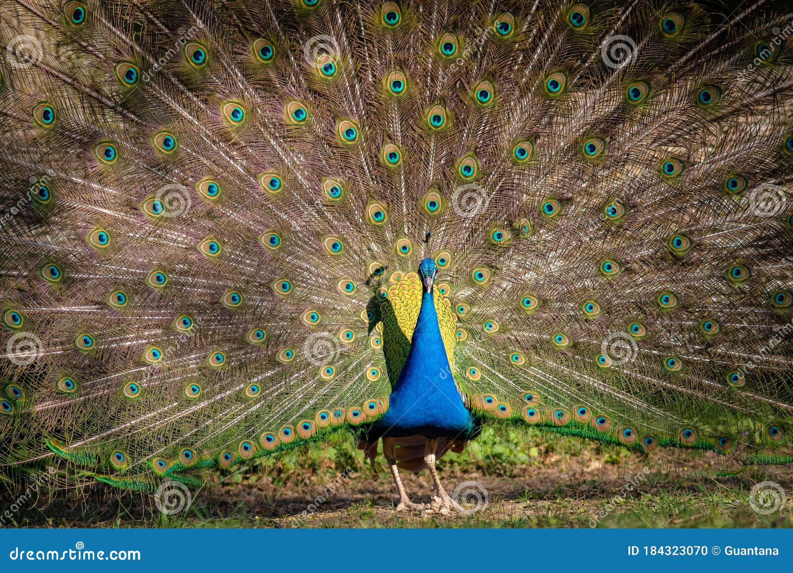 Pavo real macho foto de archivo. Imagen de colorido - 184323070