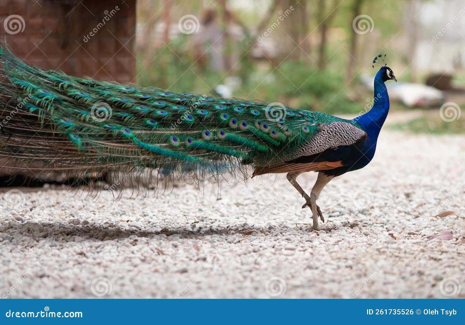 Pavo Real Macho Con Sus Plumas De Cola Foto de archivo - Imagen de azul ...