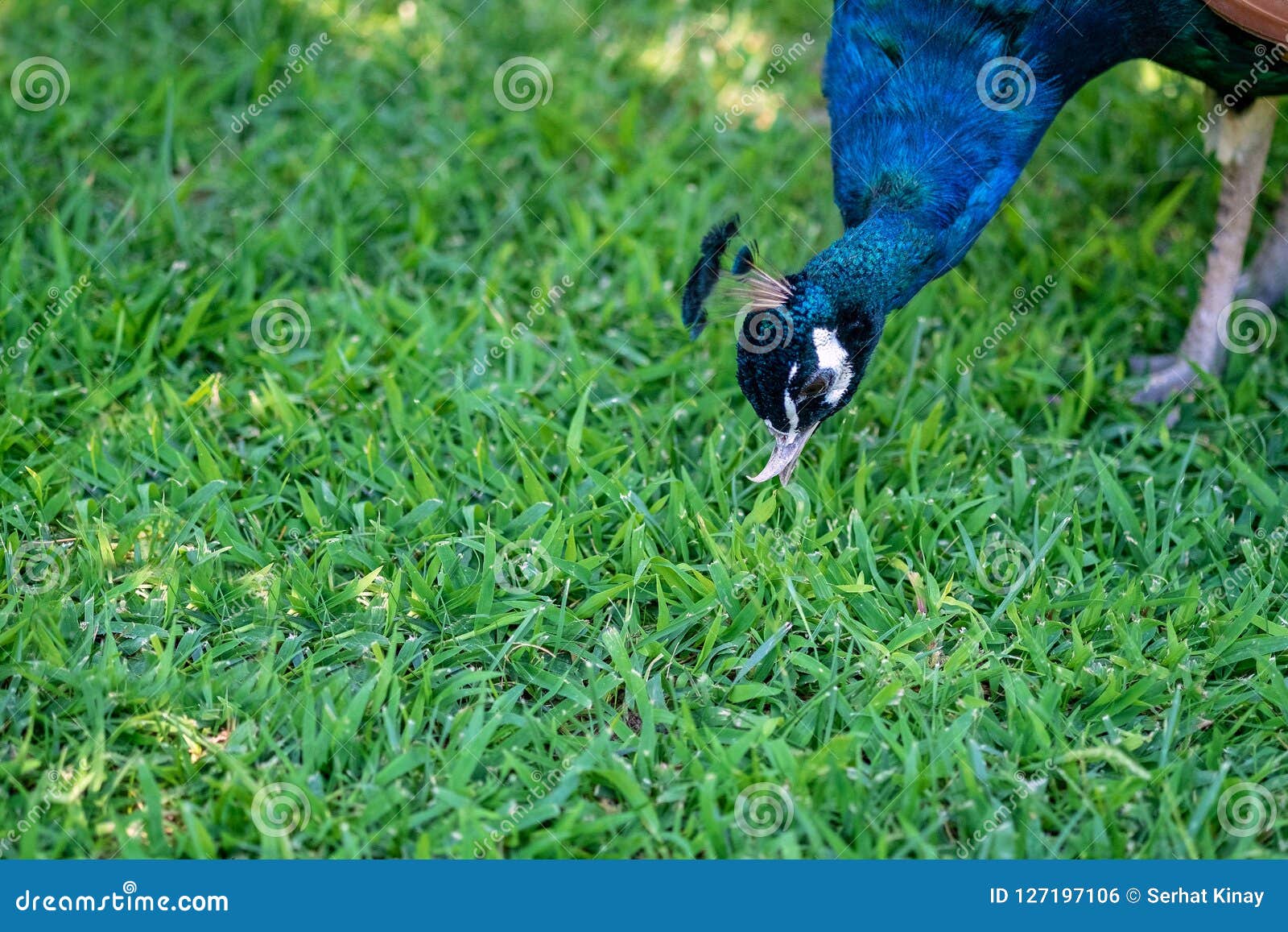 Pavo Real Que Busca La Comida Colorido Foto de archivo - Imagen de ...