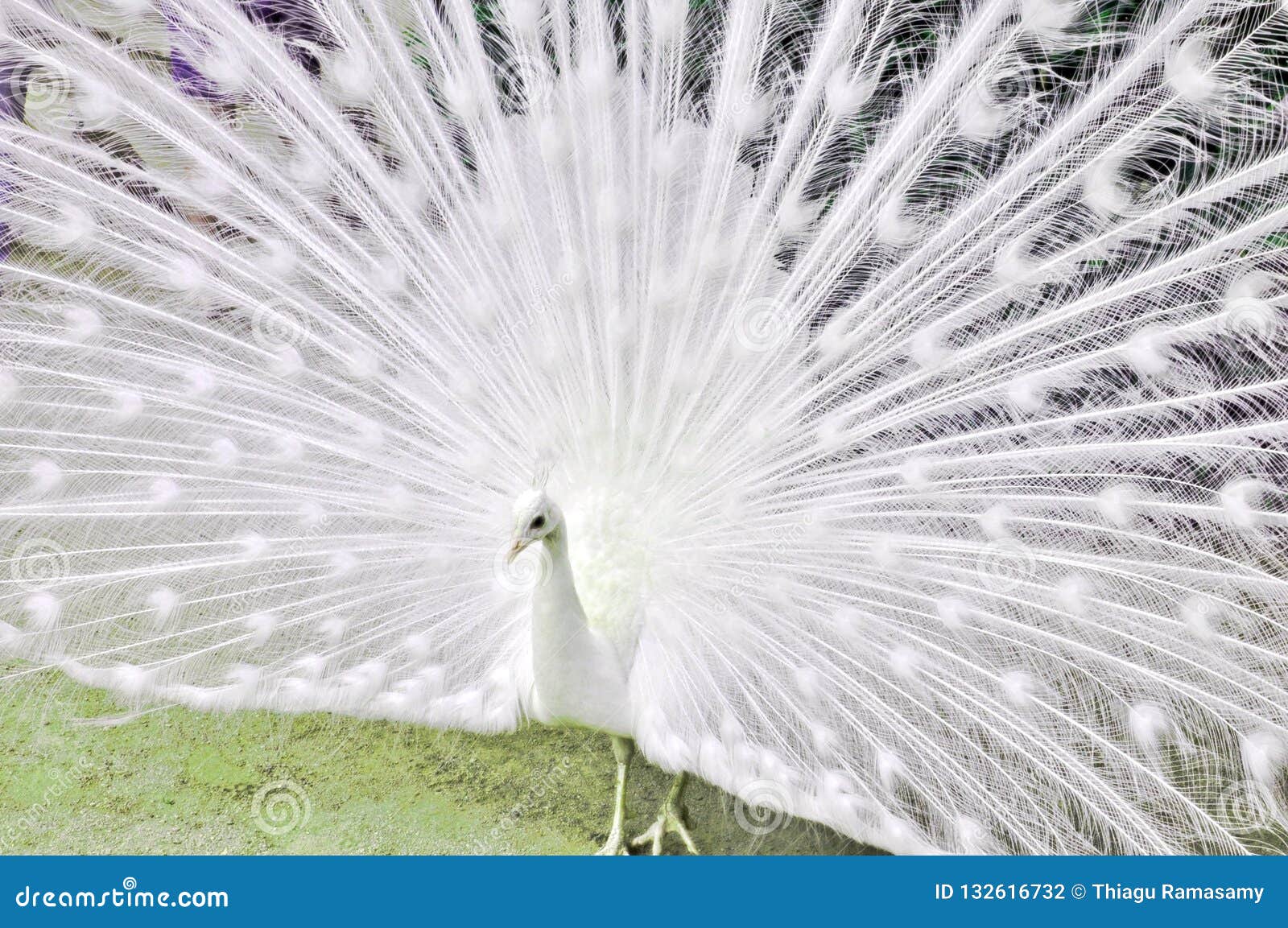 Pavo real raro blanco foto de archivo. Imagen de fotografiado - 132616732