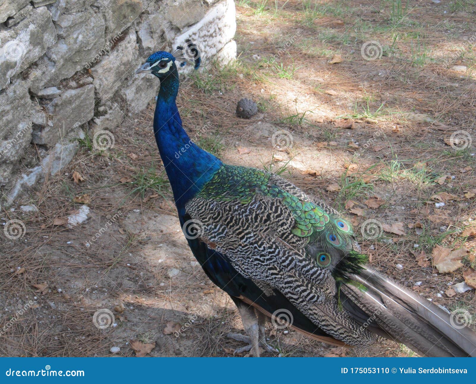 Pavo Real Recorriendo El Hotel Foto de archivo - Imagen de avena ...