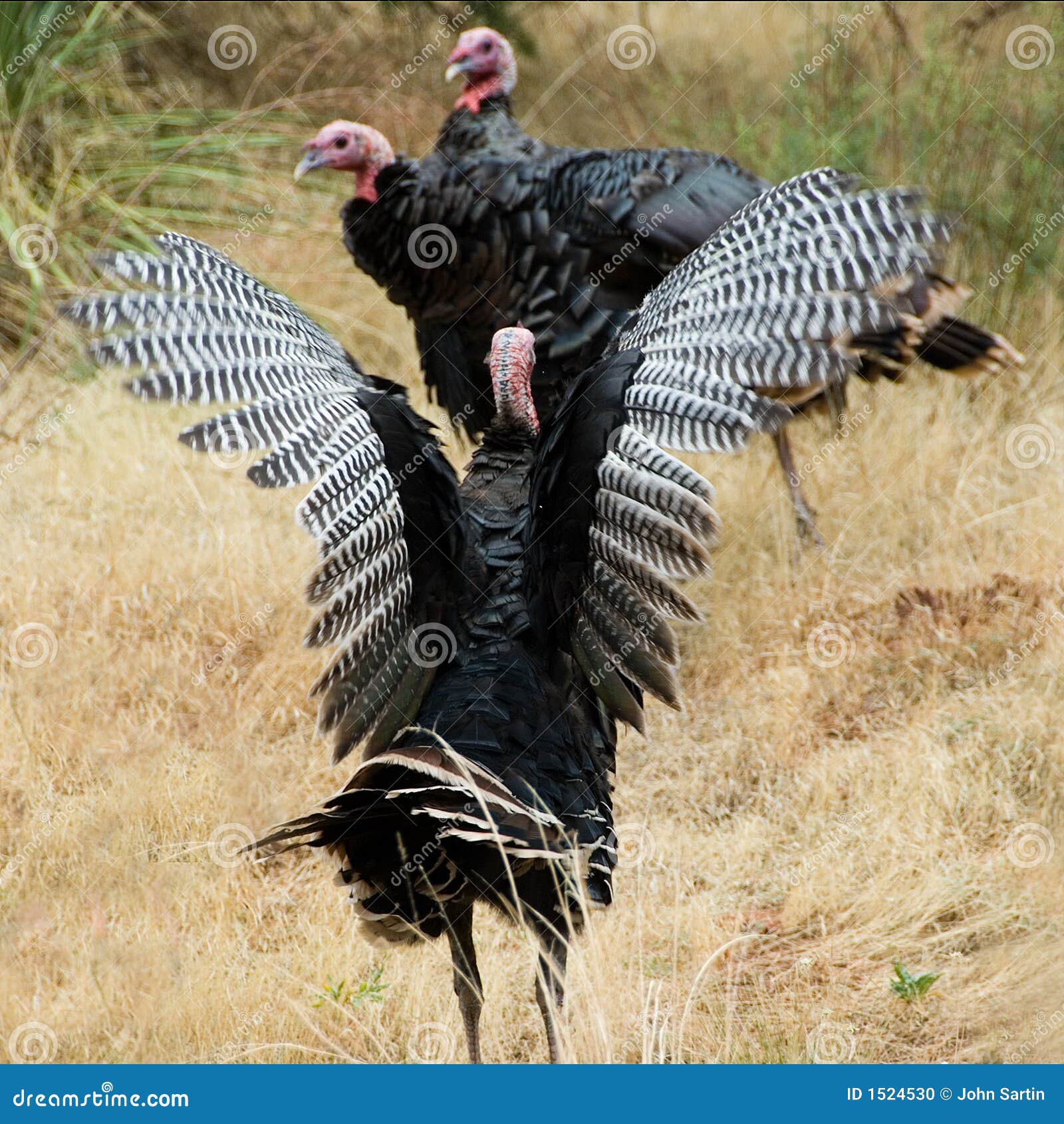 Pavo salvaje foto de archivo. Imagen de barba, aleteo - 1524530