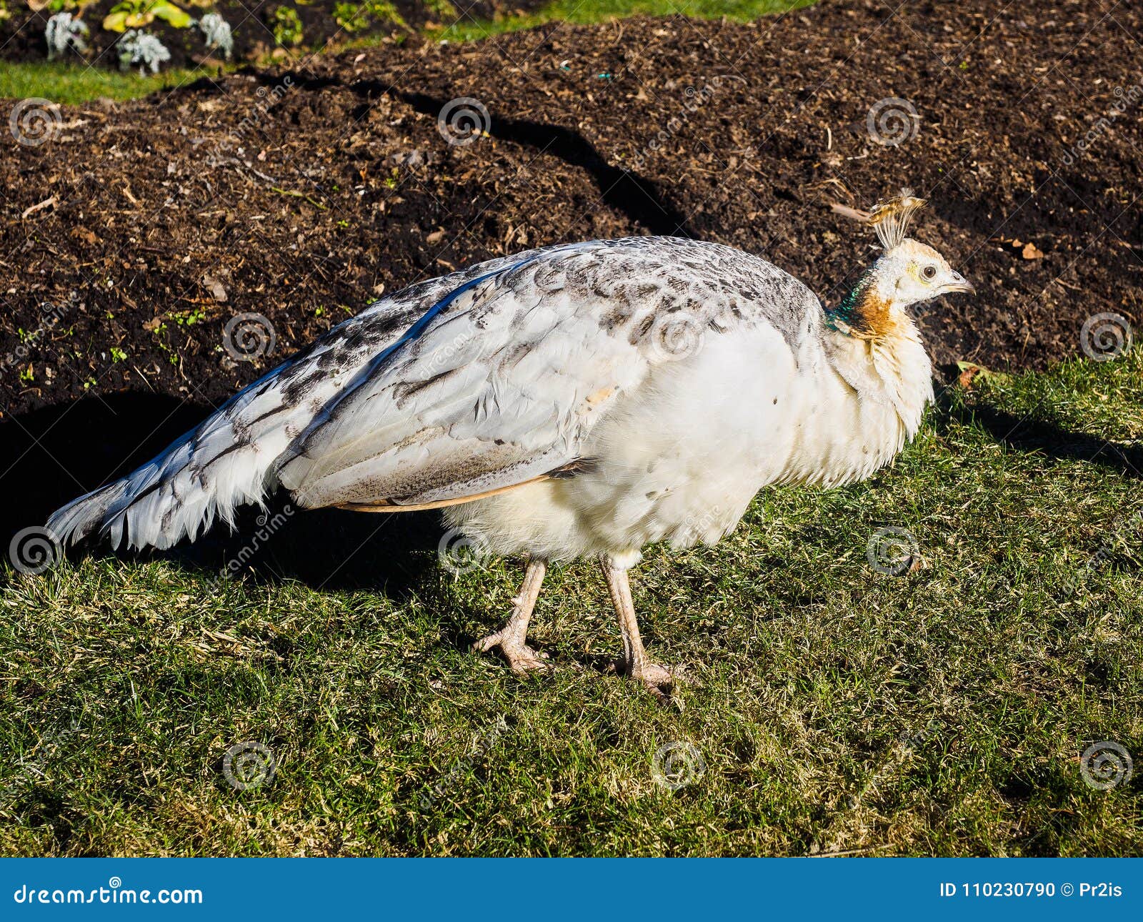 Pavoa branca foto de stock. Imagem de galinha, bonito - 110230790