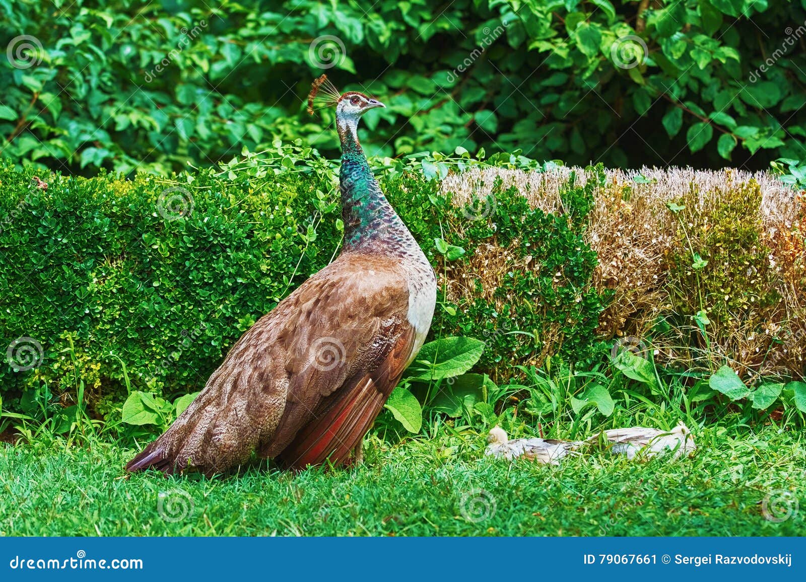 Pavoa Com Filhotes De Passarinho Imagem de Stock - Imagem de plumagem ...