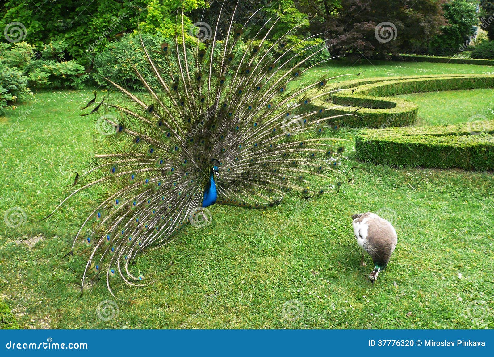 Pavoa Dos Beackons Do Pavão Foto de Stock - Imagem de cauda, castelo ...