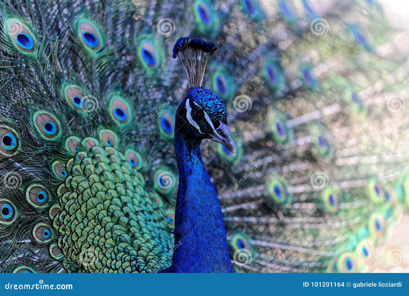 Pavone stock photo. Image of scattata, pavon, allo, pistoia - 101201164