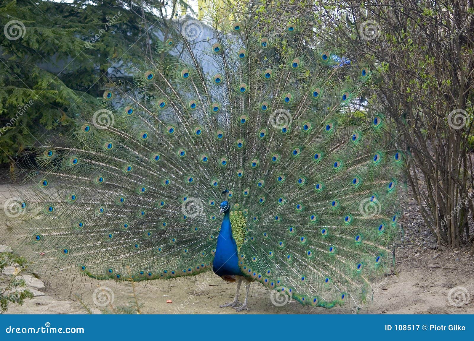 Pavone immagine stock. Immagine di polonia, naughty, pavone - 108517