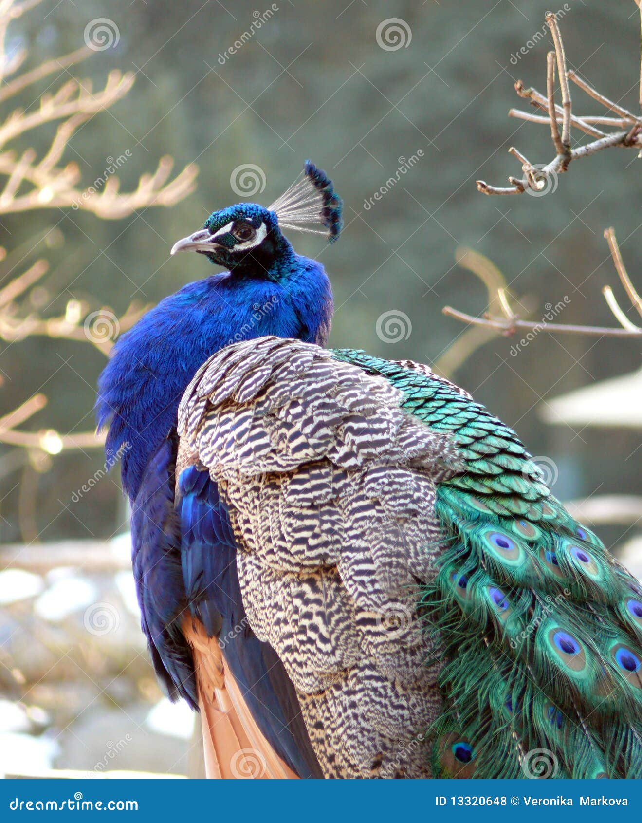 Pavone fotografia stock. Immagine di animale, piume, colore - 13320648