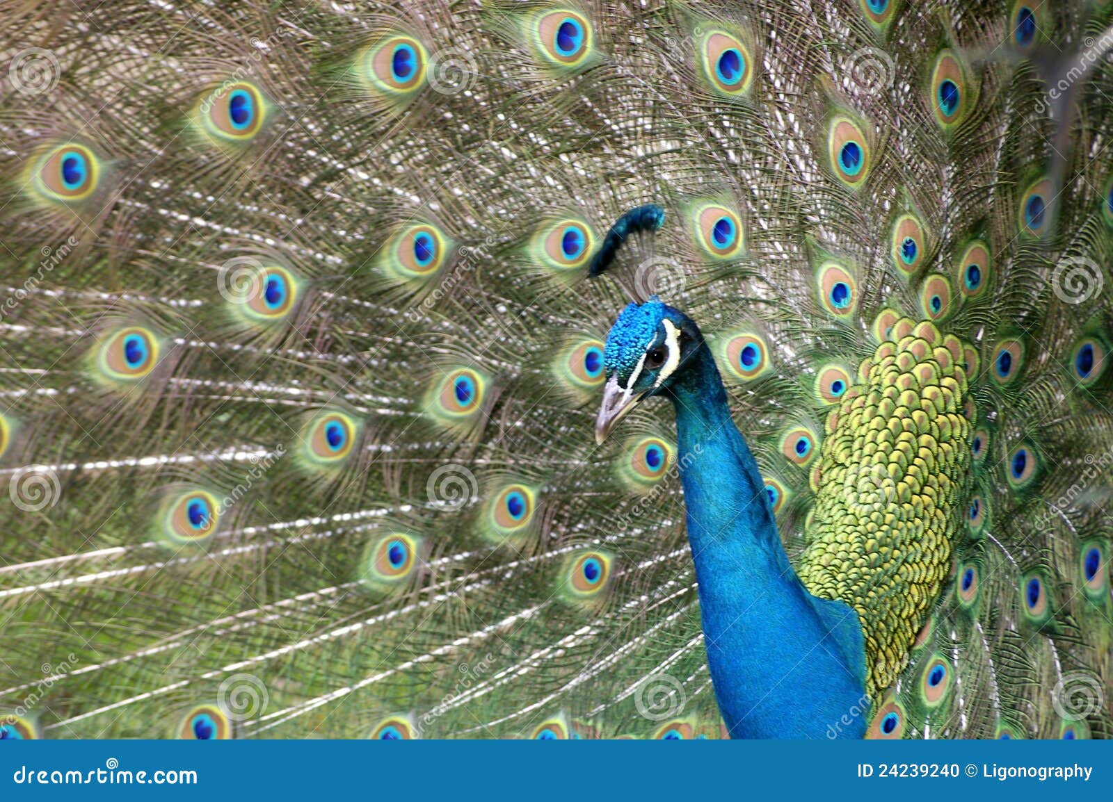 Pavone fotografia stock. Immagine di brillante, uccello - 24239240