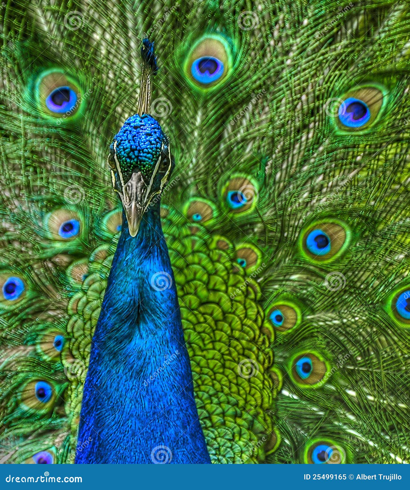 Pavone immagine stock. Immagine di iridescente, colorato - 25499165