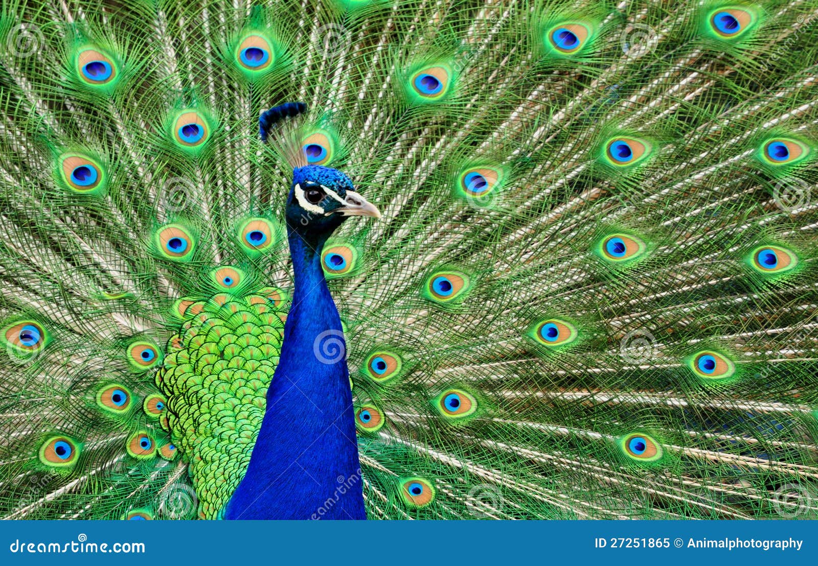 Pavone immagine stock. Immagine di occhio, animale, adulto - 27251865