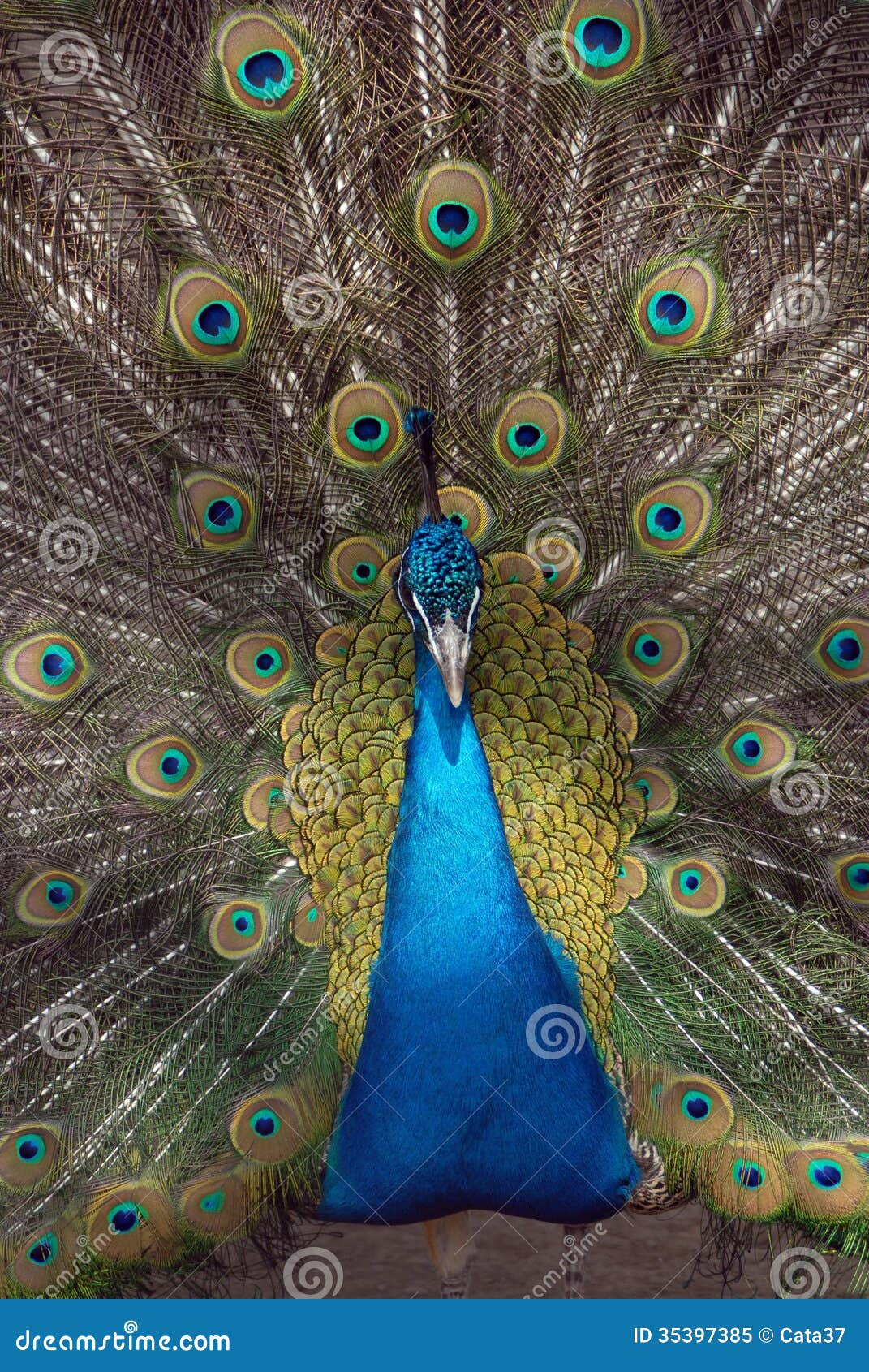 Pavone immagine stock. Immagine di pavone, verde, colorato - 35397385