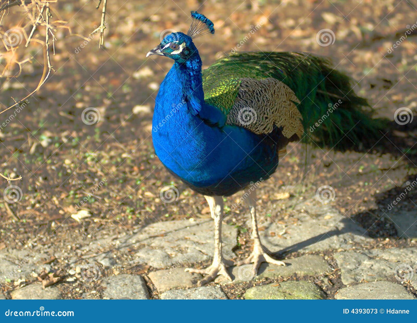 Pavone immagine stock. Immagine di pavone, colore, uccello - 4393073