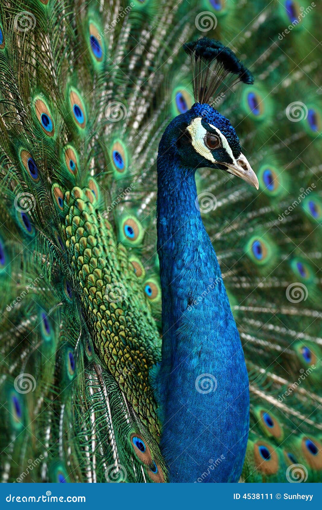 Pavone immagine stock. Immagine di colore, modello, parco - 4538111