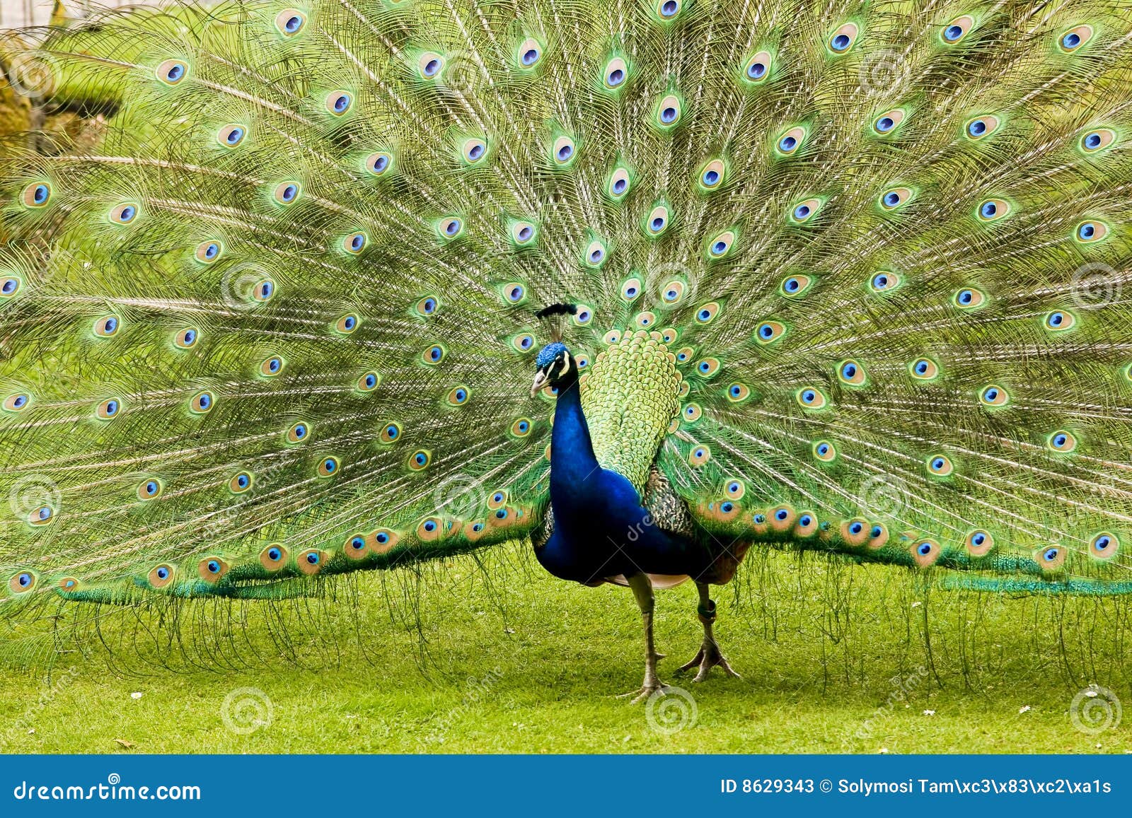 Pavone immagine stock. Immagine di verde, uccello, animale - 8629343