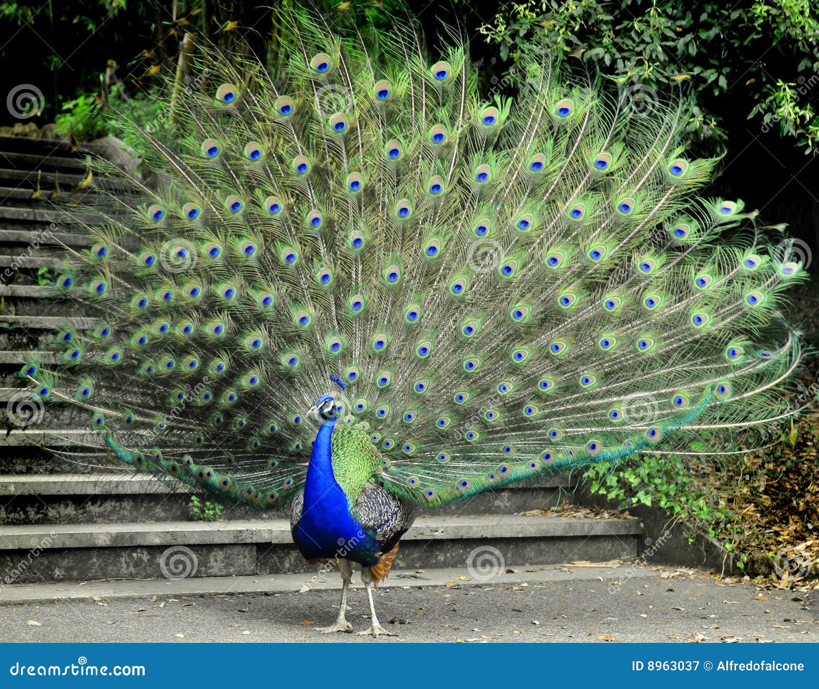 Pavone immagine stock. Immagine di selvaggio, pavone, vanità - 8963037