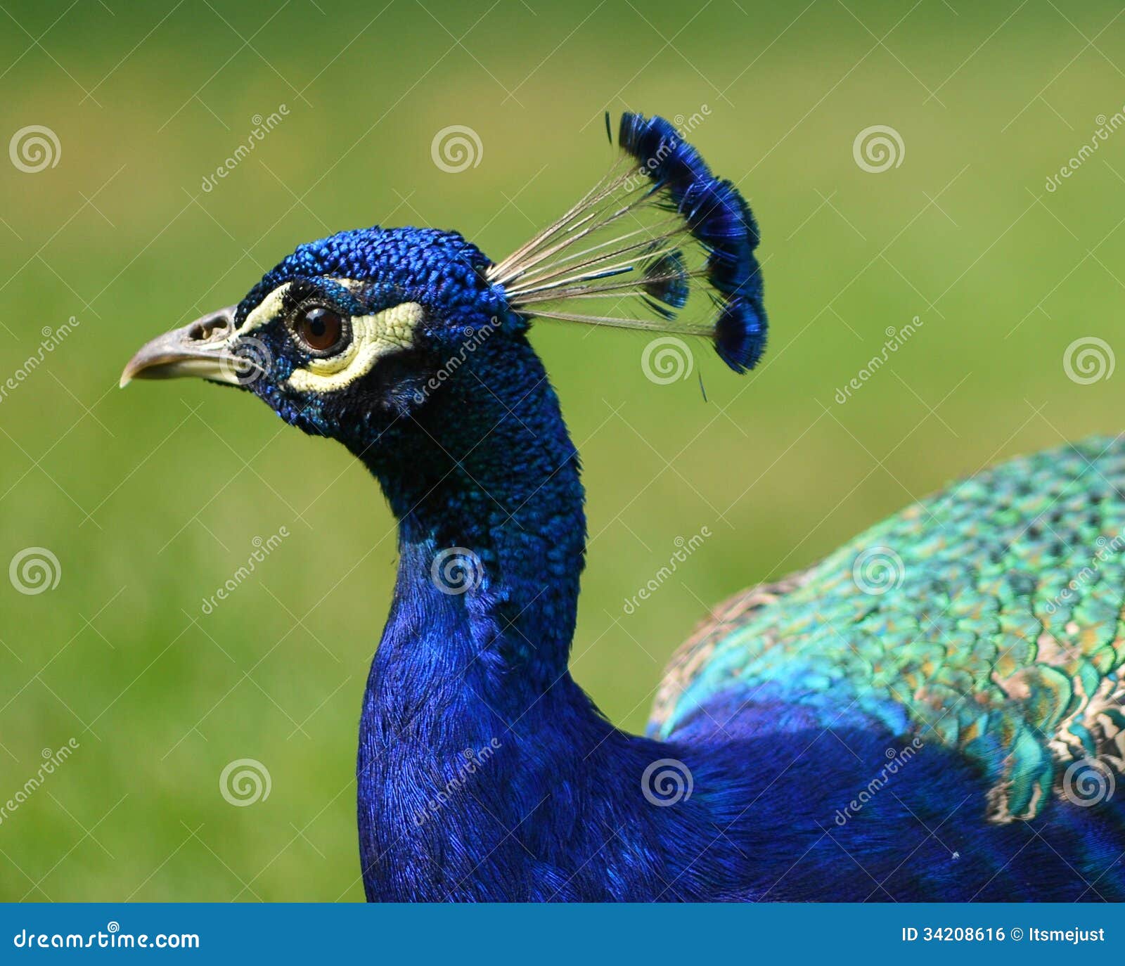 Pavone blu fotografia stock. Immagine di eleganza, sbocciare - 34208616