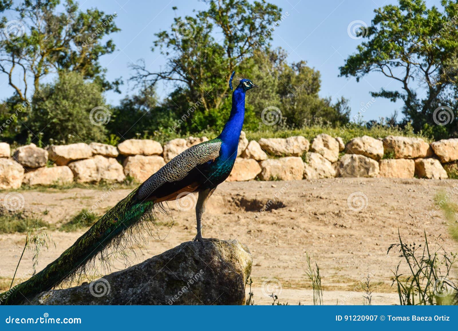 Pavone blu immagine stock. Immagine di uccelli, colorato - 91220907