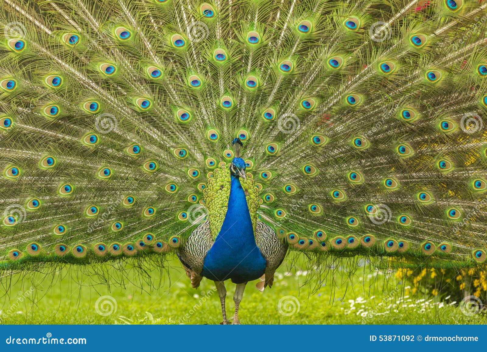 Pavone Blu Che Spande La Sua Coda Fotografia Stock - Immagine di coda ...