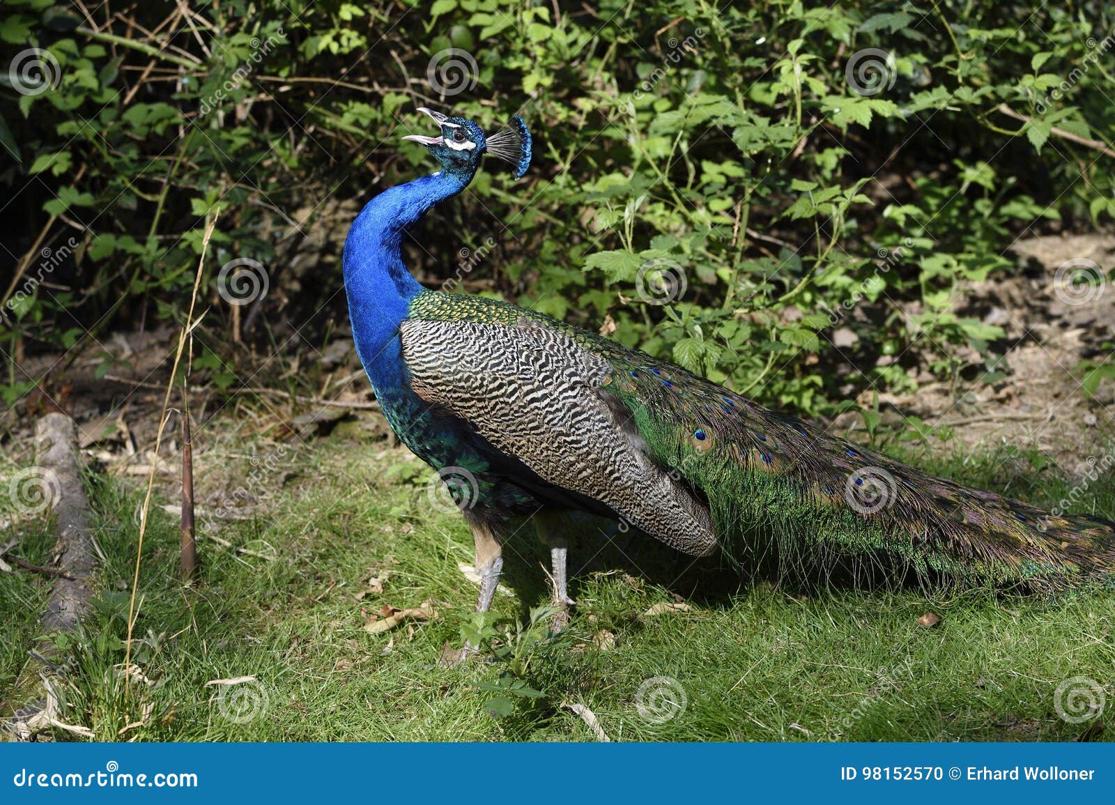 Pavone blu con la cresta fotografia stock. Immagine di gufo - 98152570