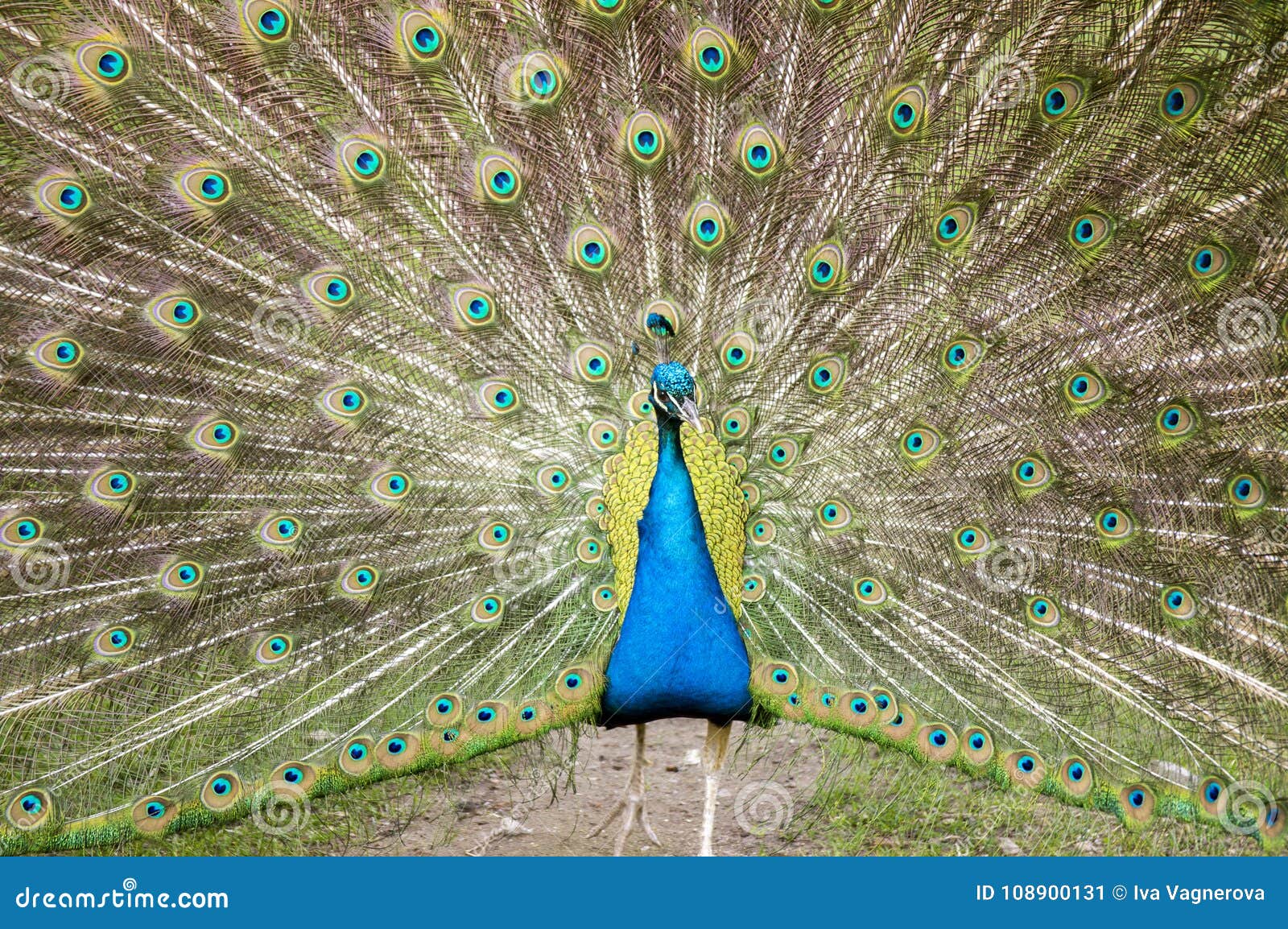 Pavone Che Mostra Le Piume, Bello Animale Immagine Stock - Immagine di ...