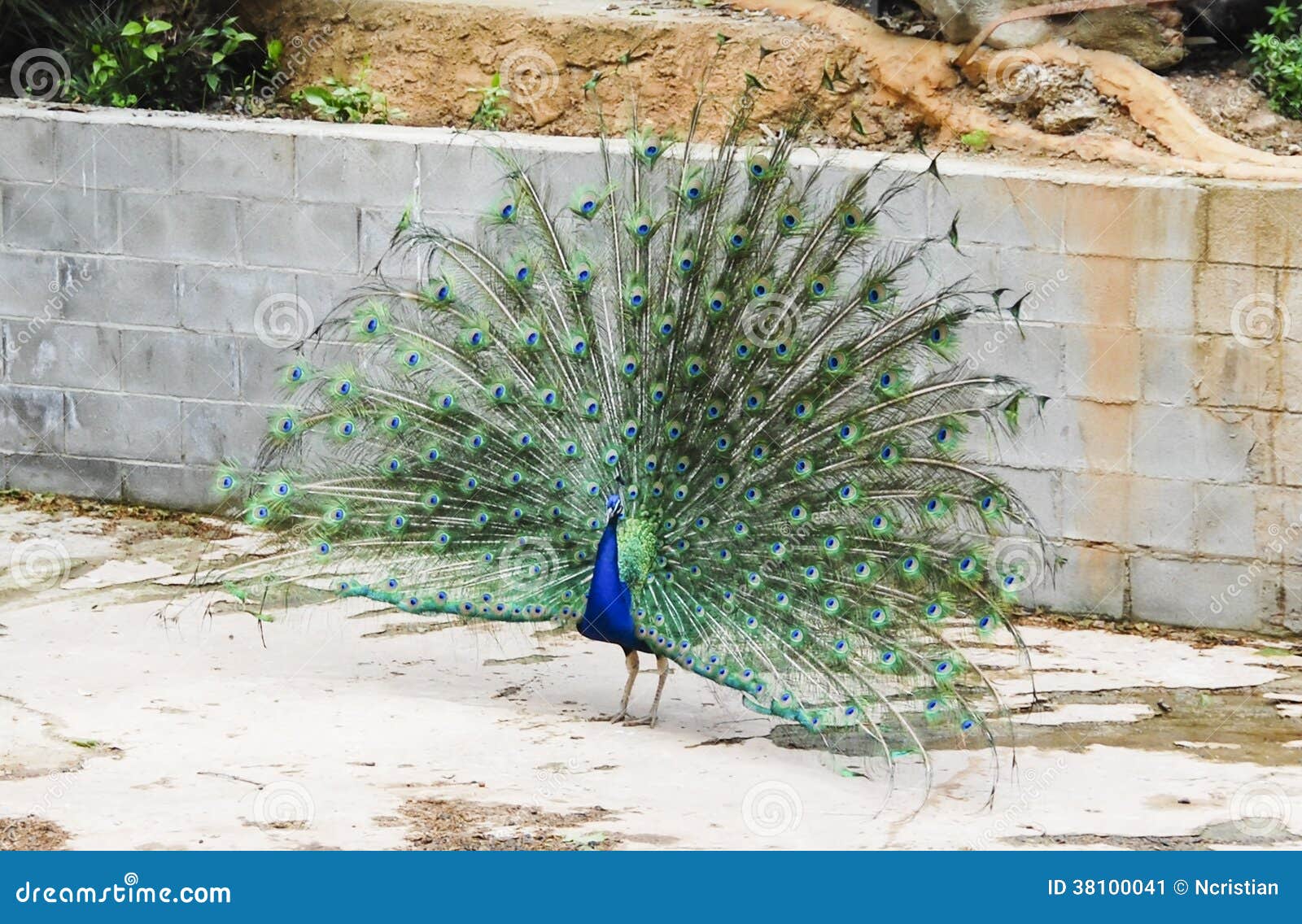Pavone colorato immagine stock. Immagine di mostra, uccello - 38100041