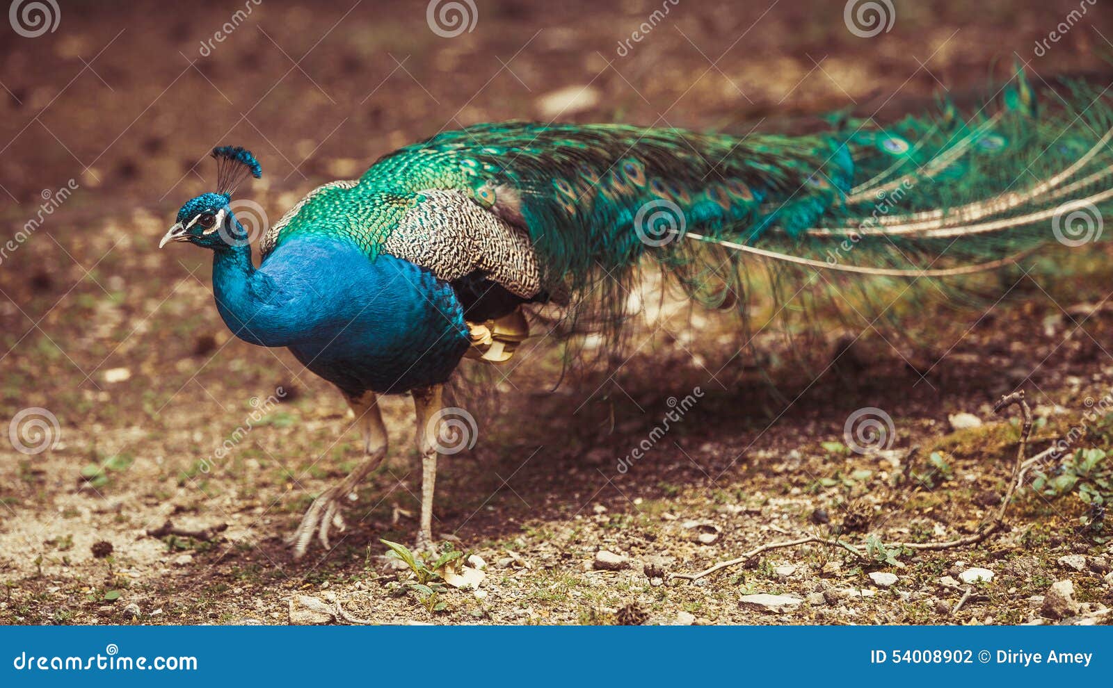 Pavone colorato fotografia stock. Immagine di verde, cerimonia - 54008902