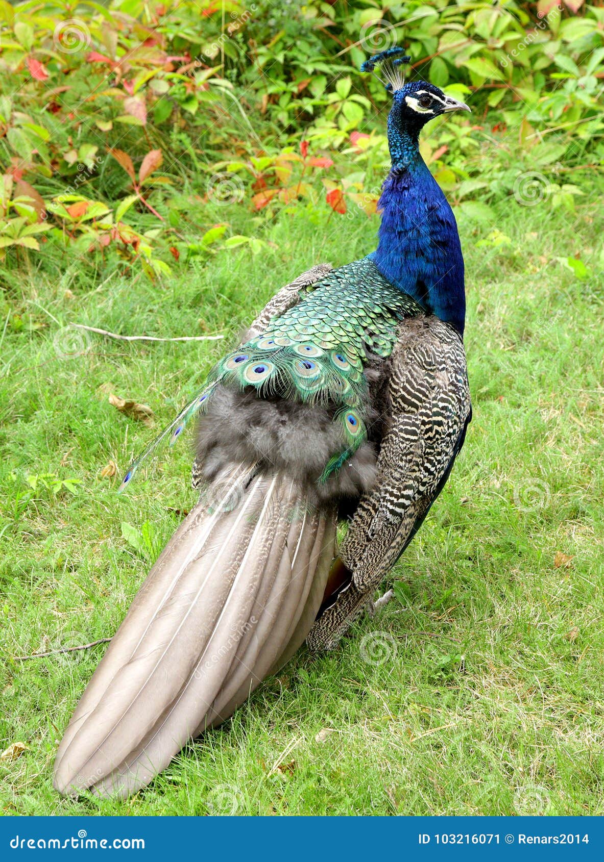 Pavone Comune Di Cristatus Del Pavone Del Pavone Immagine Stock ...