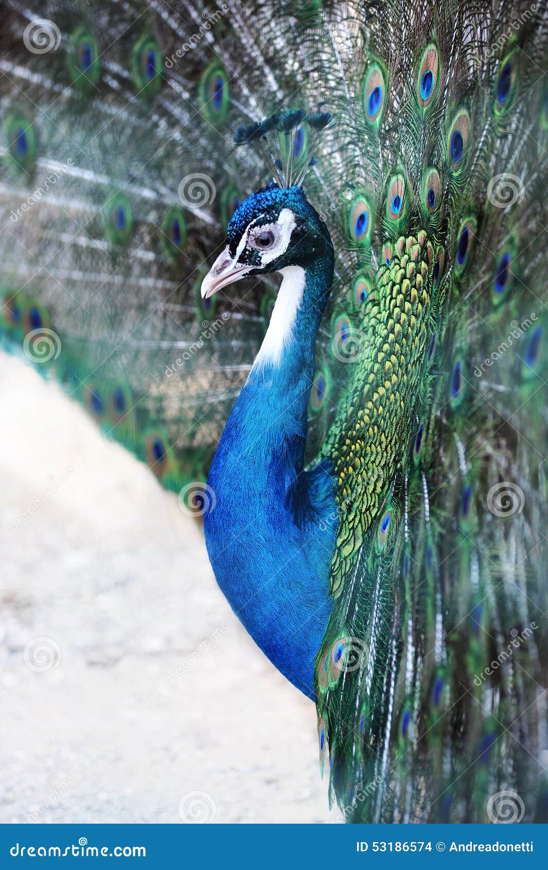 Pavone Con Le Piume Blu Iridescenti Fotografia Stock - Immagine di ...
