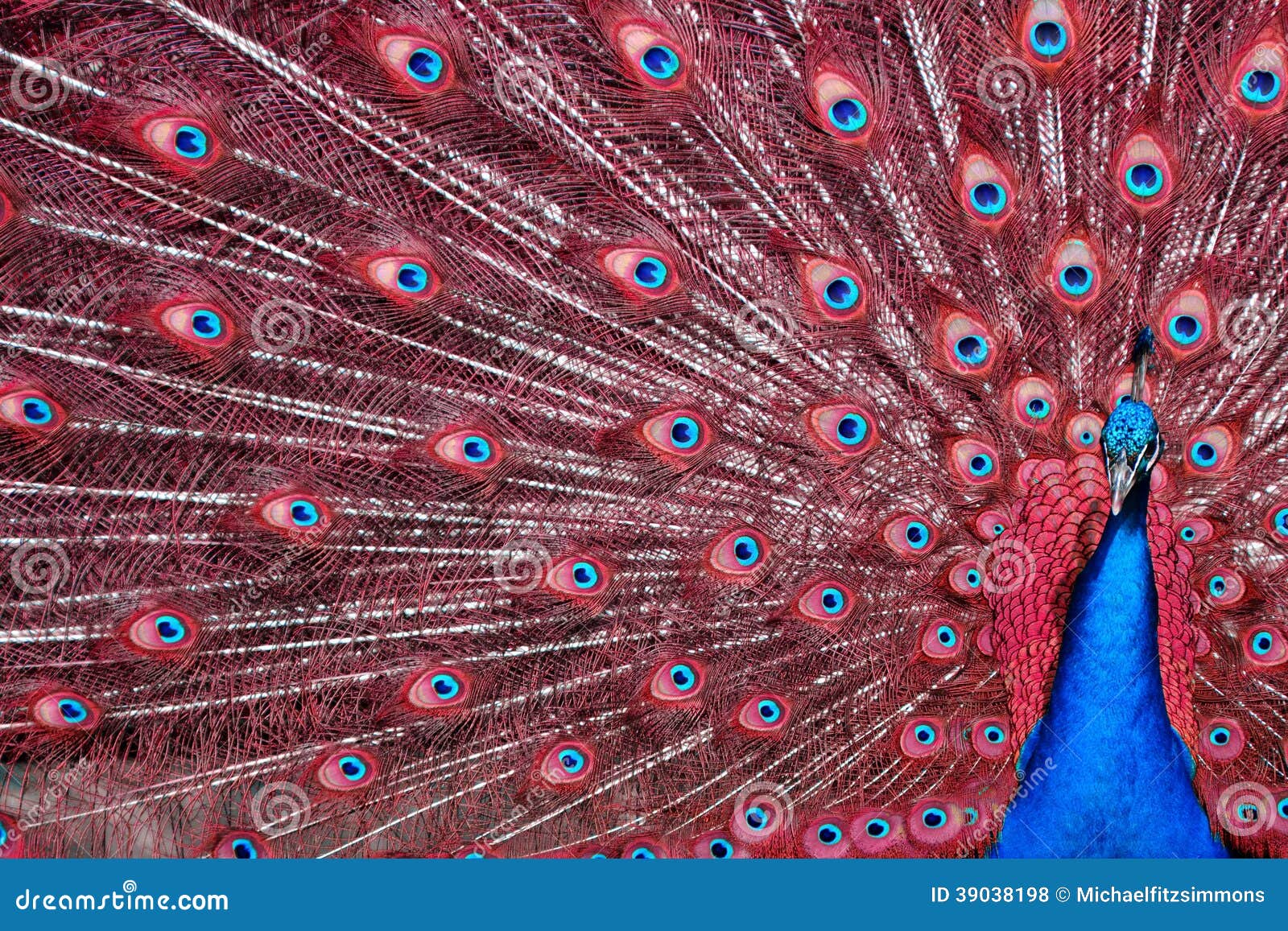 Pavone con le piume rosse fotografia stock. Immagine di nave - 39038198