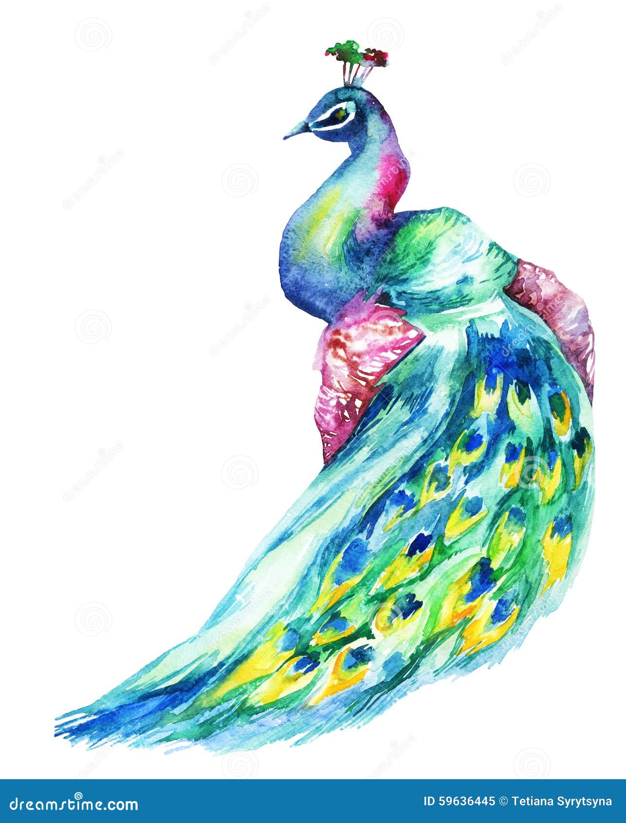 Pavone dell'acquerello illustrazione di stock. Illustrazione di sfondo ...