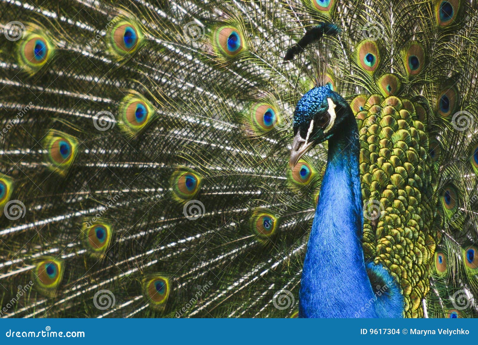 Pavone Dell'uccello Di Paradiso Fotografia Stock - Immagine di pieno ...