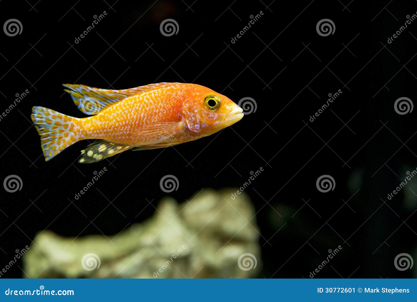 Pavone Della Fragola (Aulonocara) Immagine Stock - Immagine di bianco ...