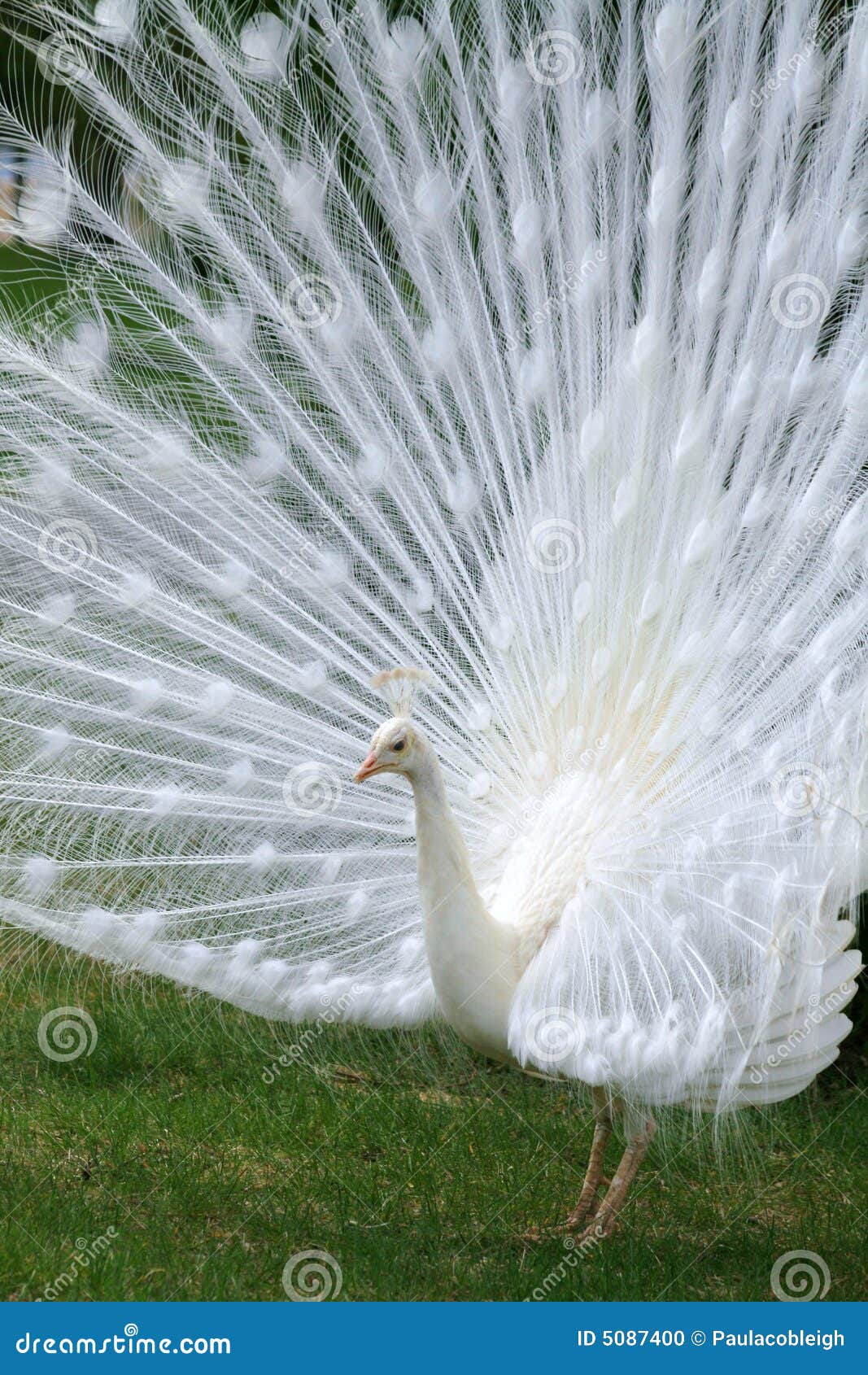 Pavone Di Bianco Dell'albino Fotografia Stock - Immagine di animale ...