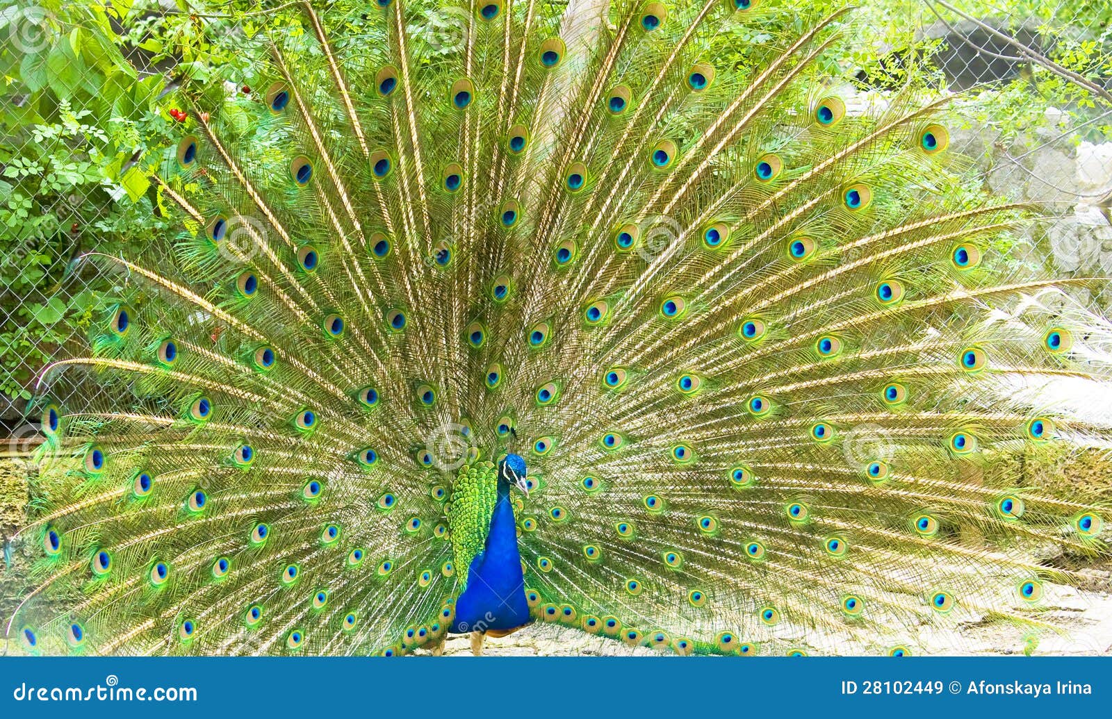 Pavone indiano immagine stock. Immagine di tropicale - 28102449